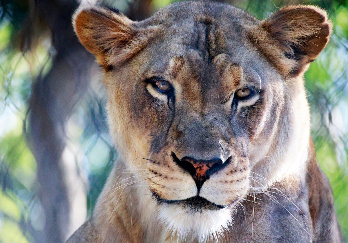 Scared Lion Photos, Download The BEST Free Scared Lion Stock Photos ...