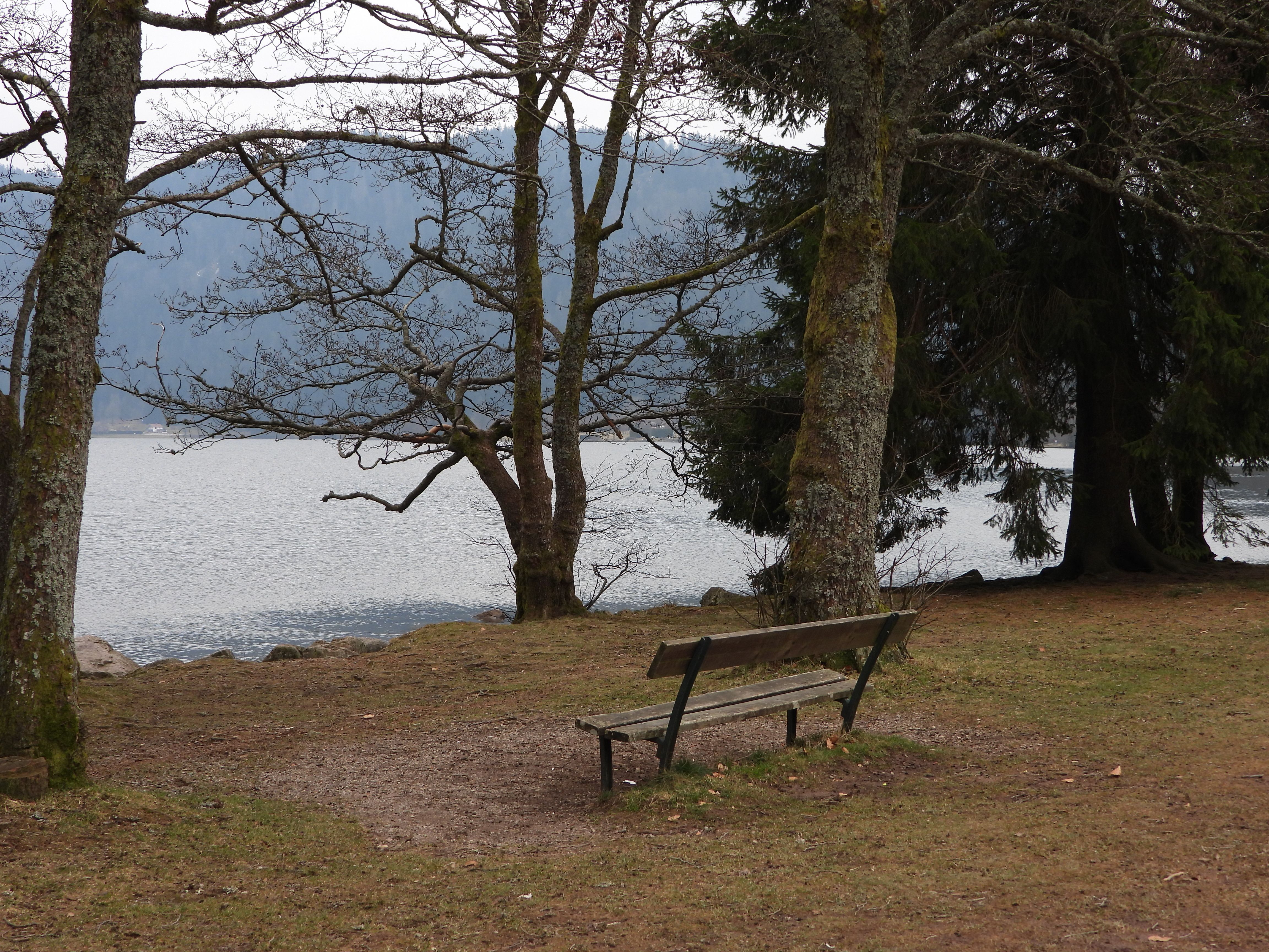 Empty Bench in a Park beside a Body of Water · Free Stock Photo