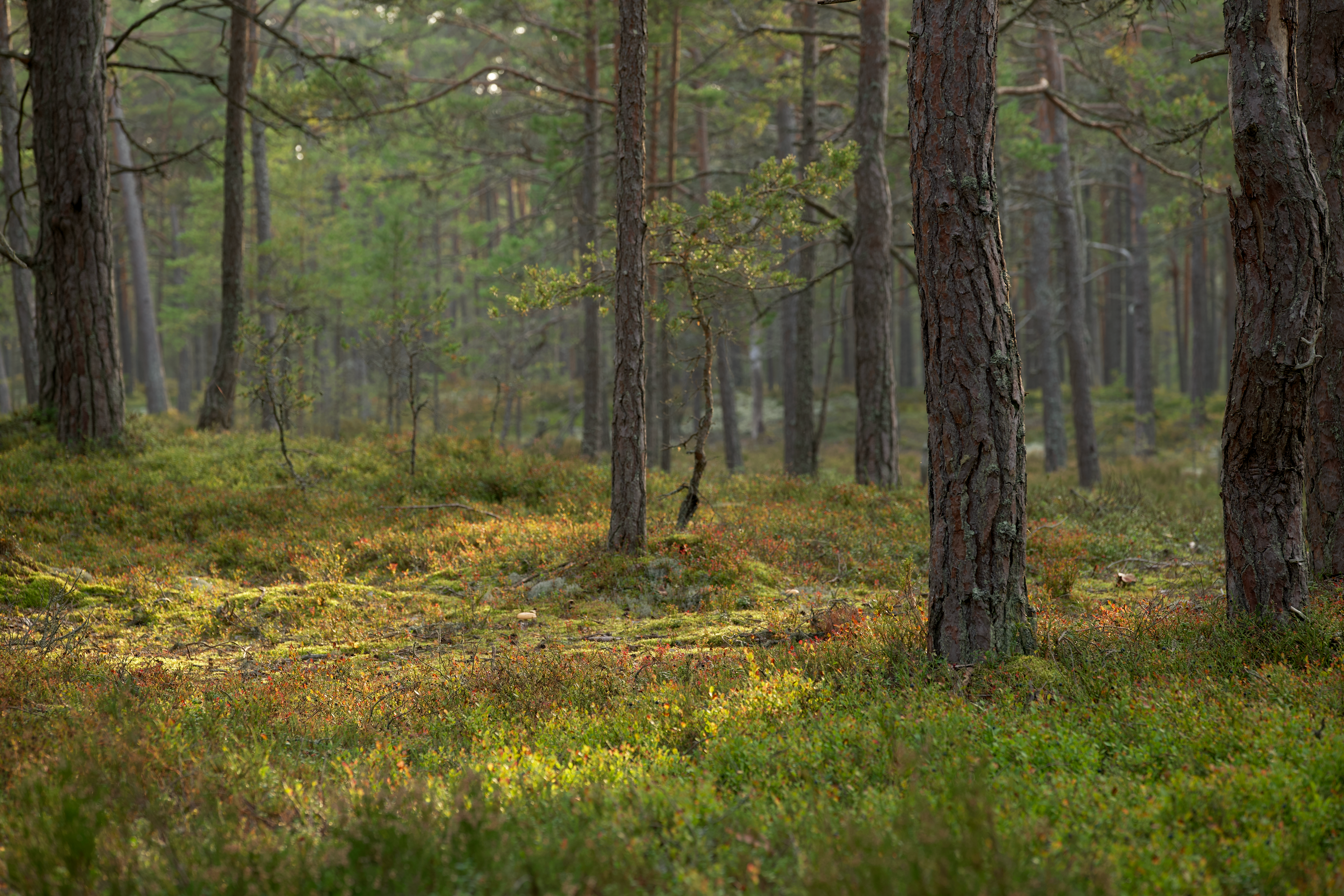 Trees in Grassy Forest · Free Stock Photo
