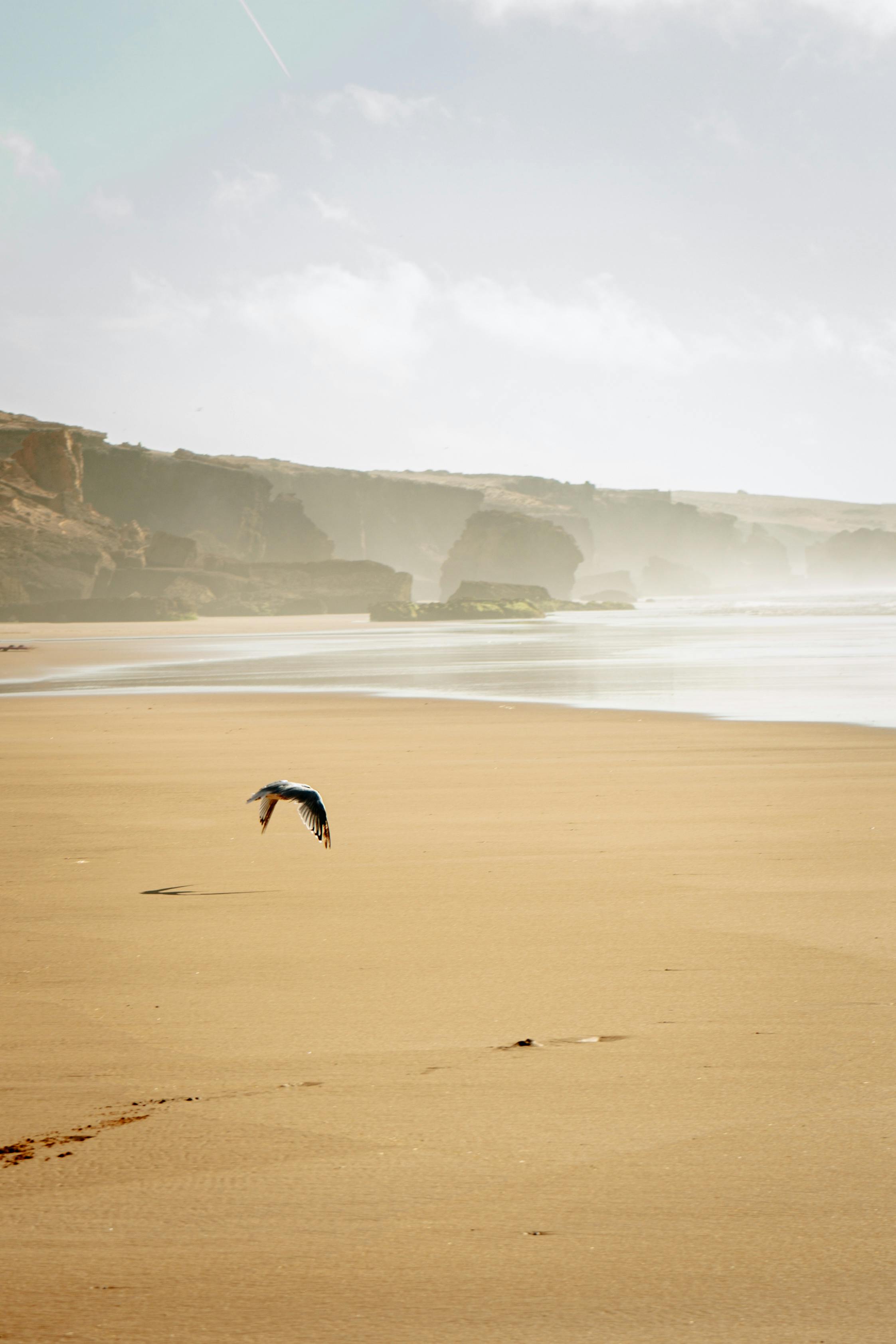 A Bird Flying over a Beach · Free Stock Photo