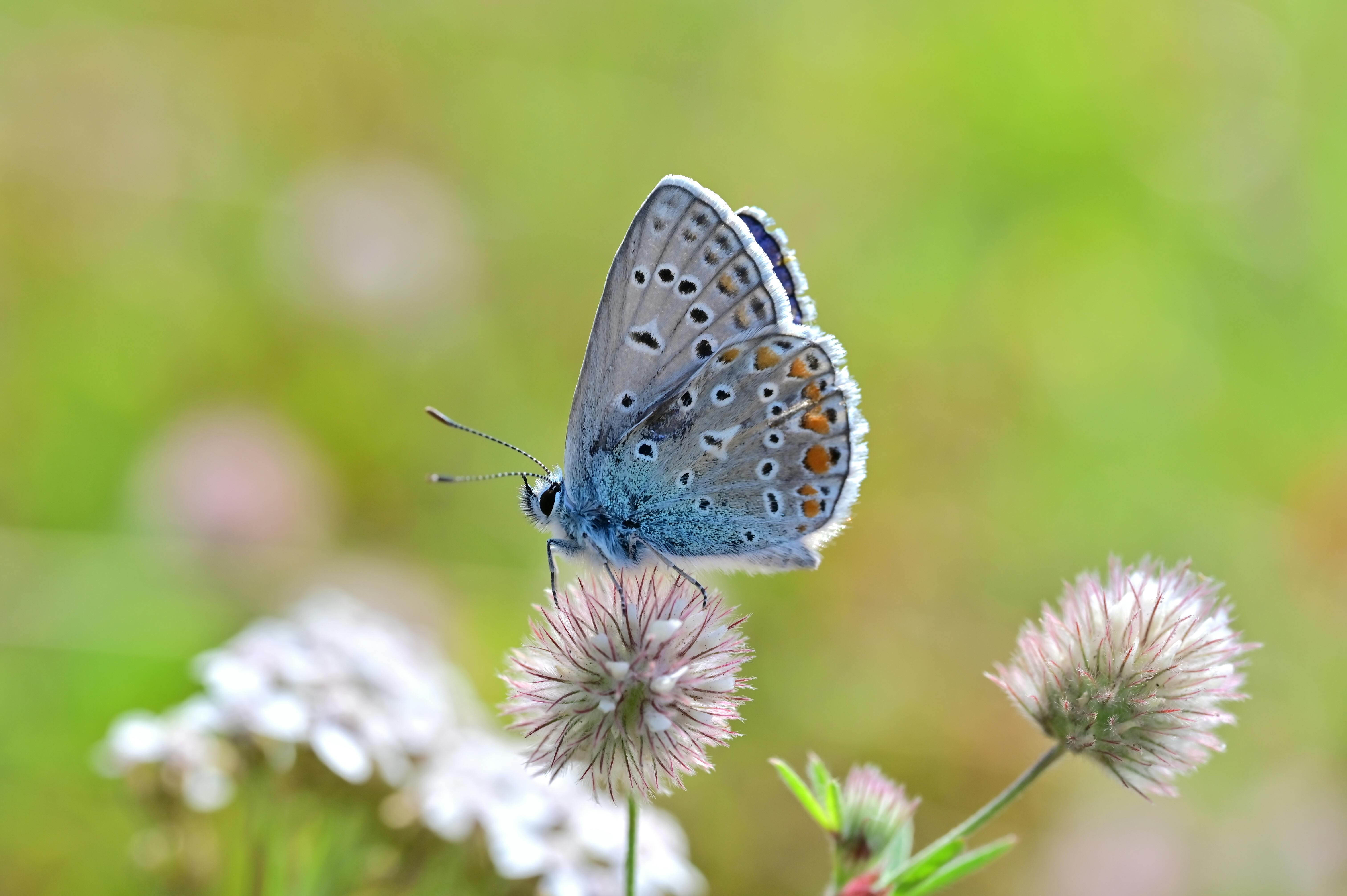 Gold Insect Photos, Download The BEST Free Gold Insect Stock Photos ...