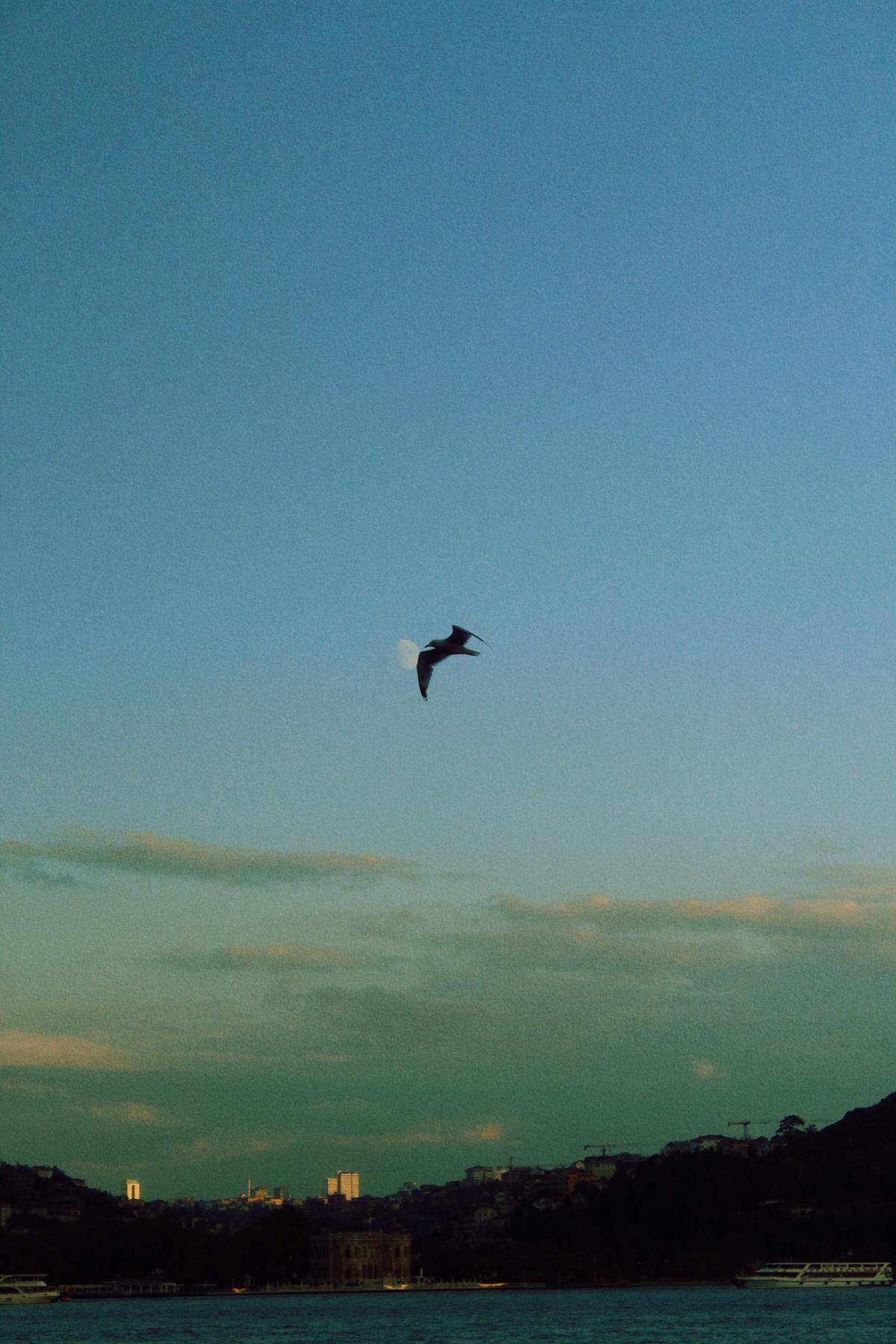 Flying Mat Photos, Download The BEST Free Flying Mat Stock Photos & HD ...