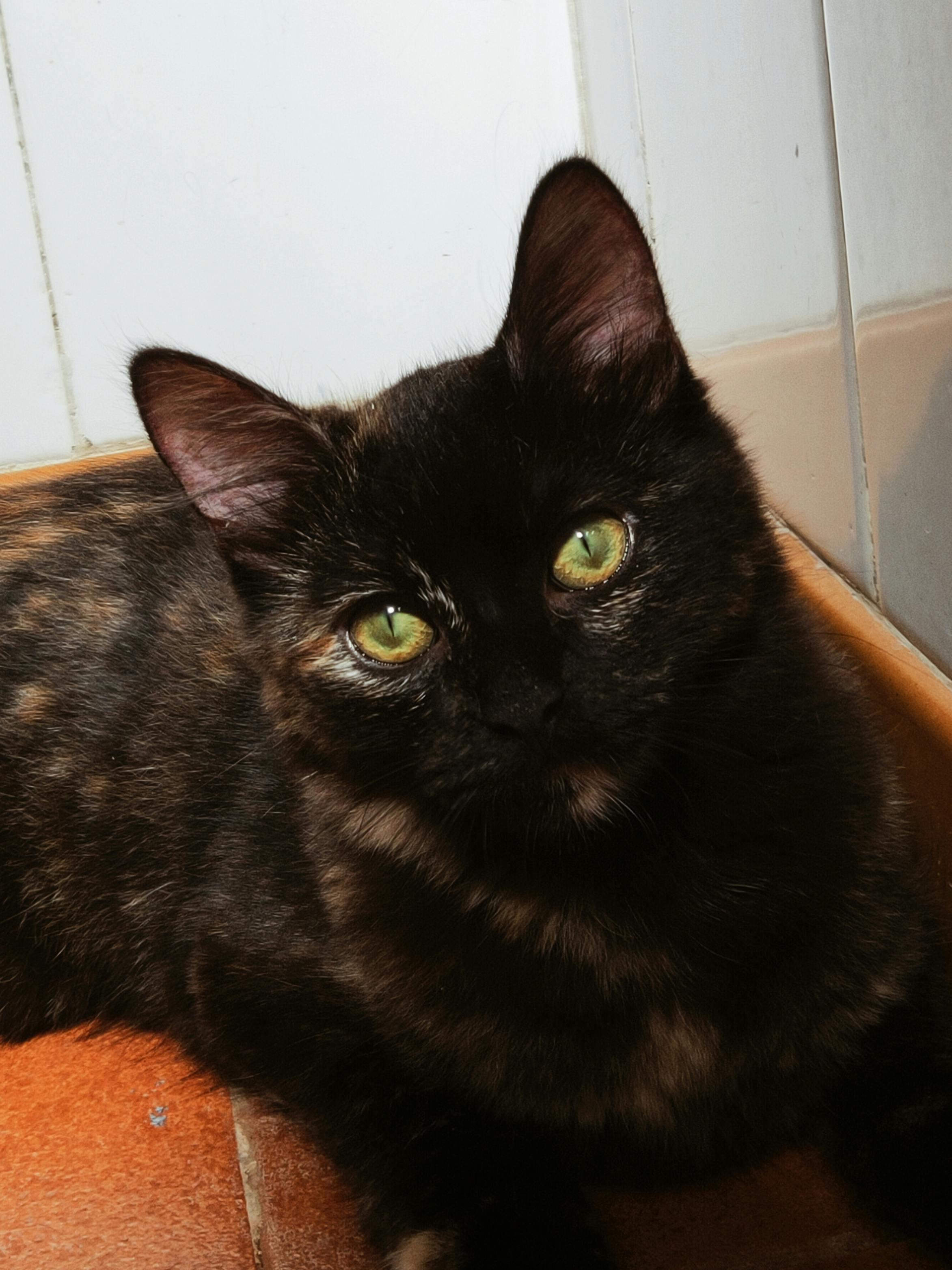 Daniel Bertoli - 摄影