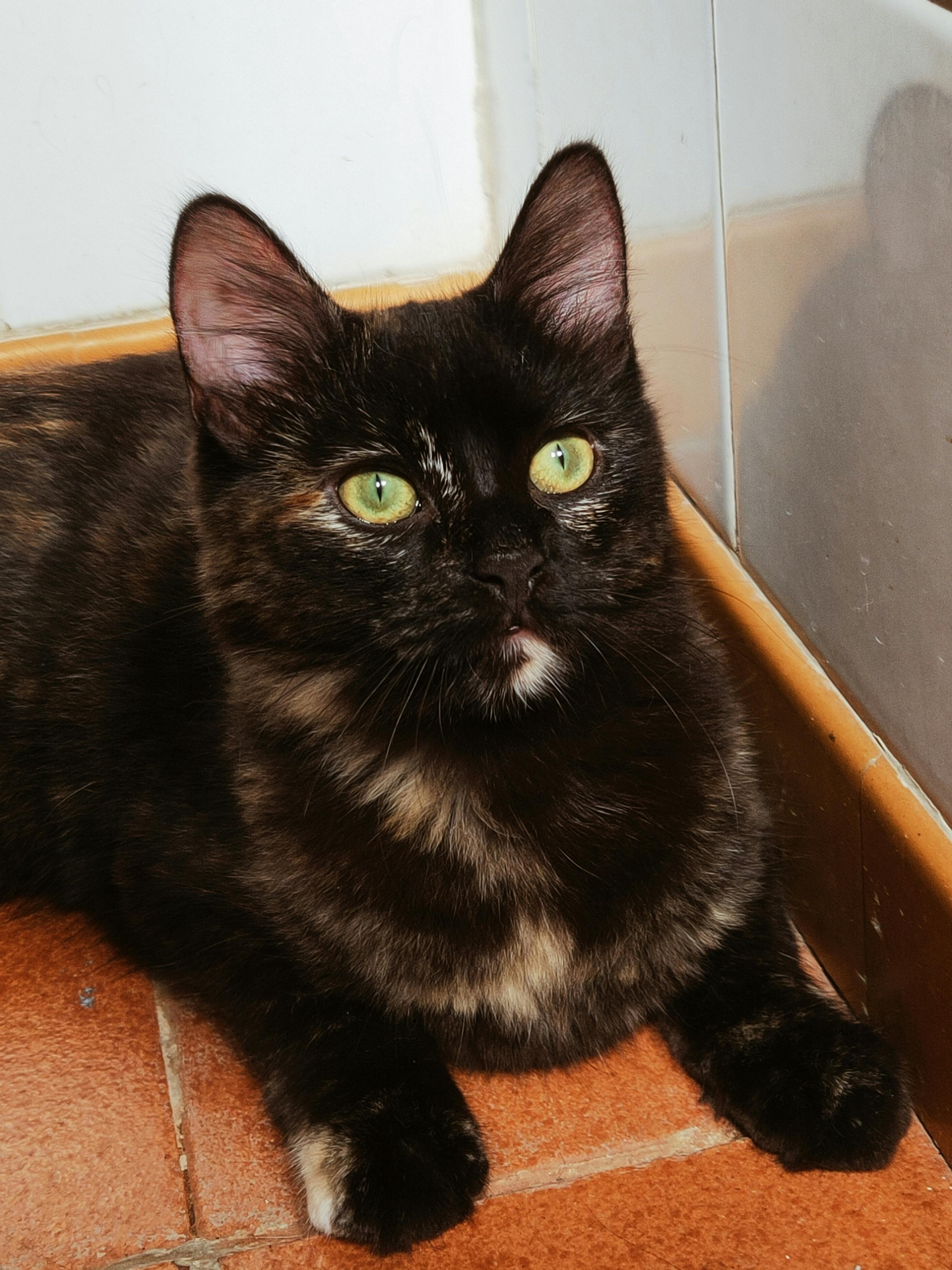 Daniel Bertoli - 摄影