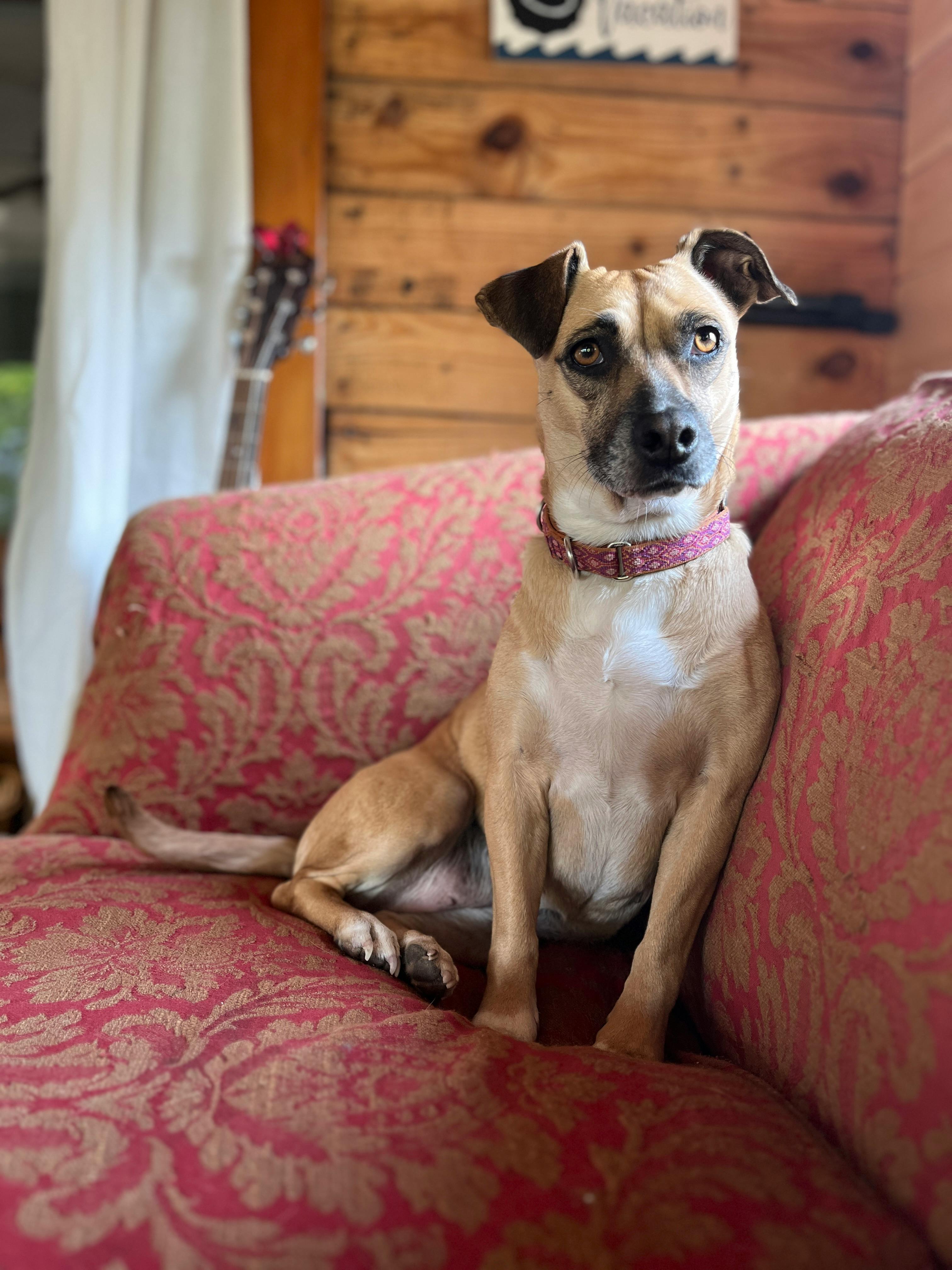 Treeing Feist Photos, Download The BEST Free Treeing Feist Stock Photos ...