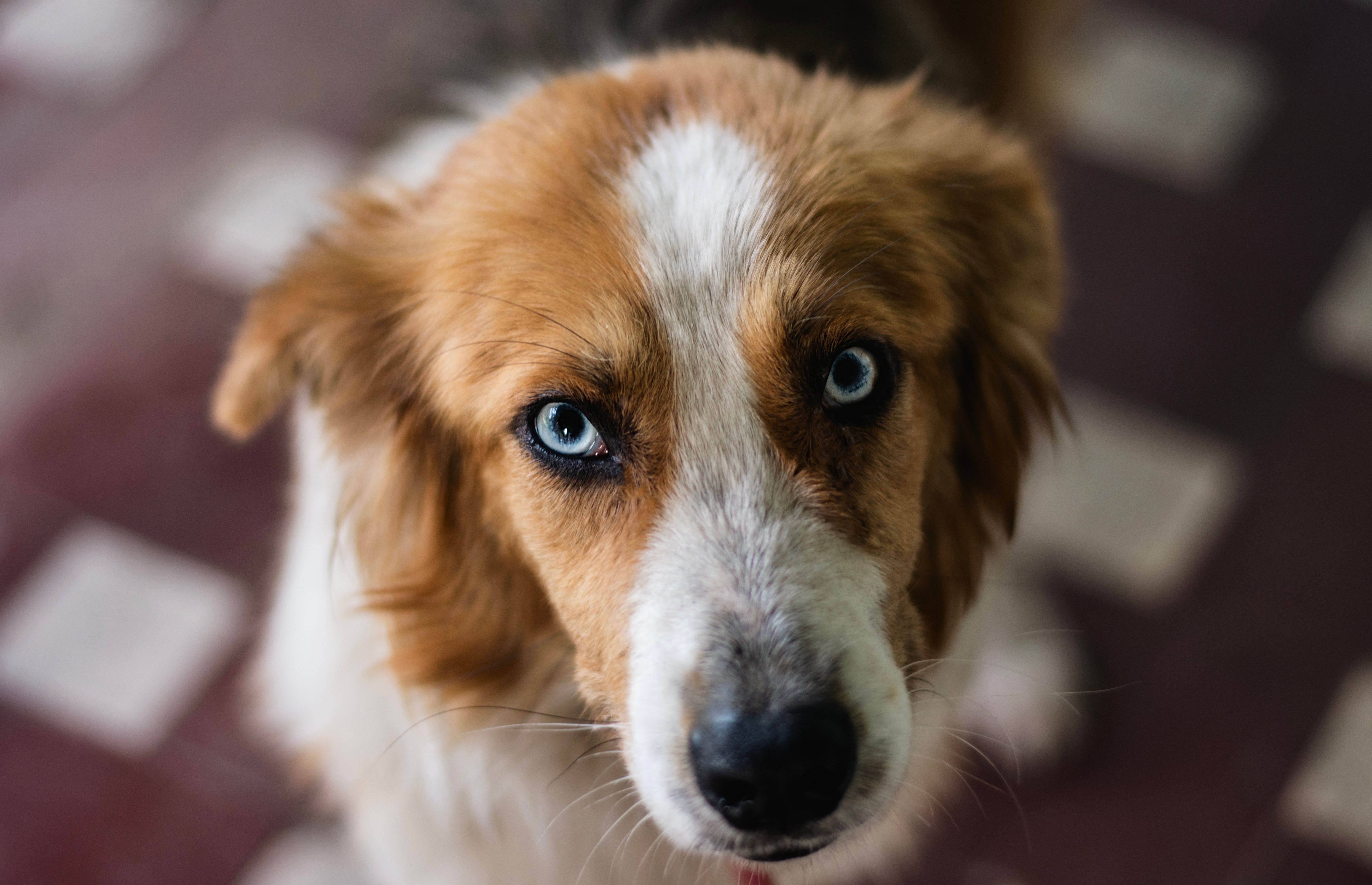 Australian Shepherd Looking at Camera · Free Stock Photo