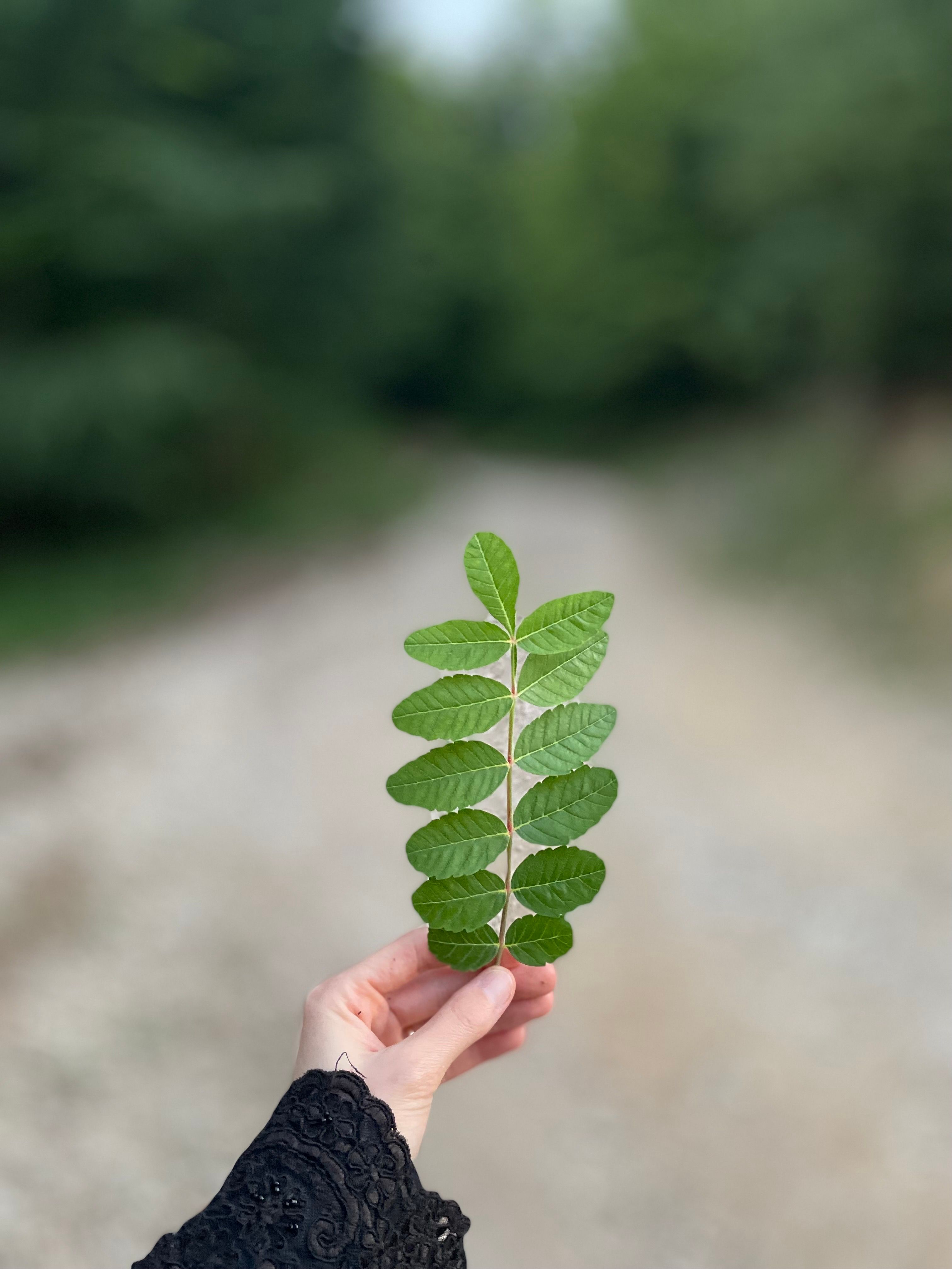 Woman Hand Holding Branch with Leaves · Free Stock Photo