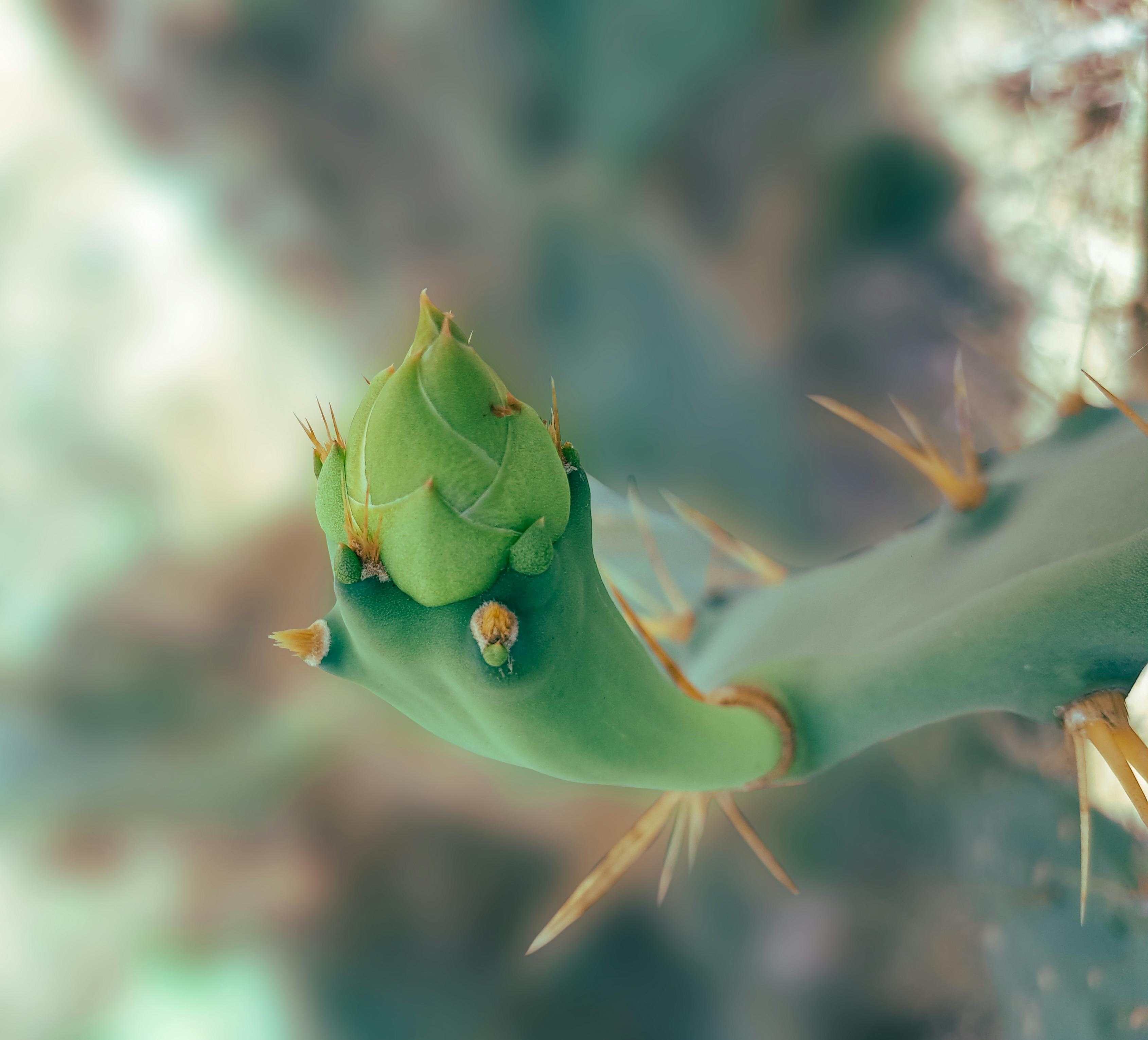 Rabbit Cactus Photos, Download The BEST Free Rabbit Cactus Stock Photos ...