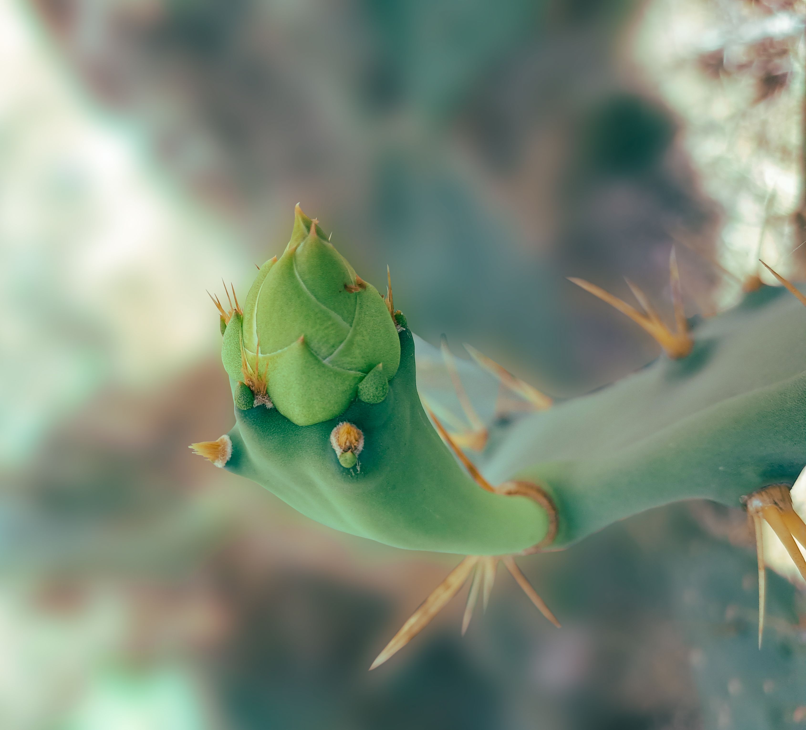 Close-up of a Cactus Flower Bud · Free Stock Photo