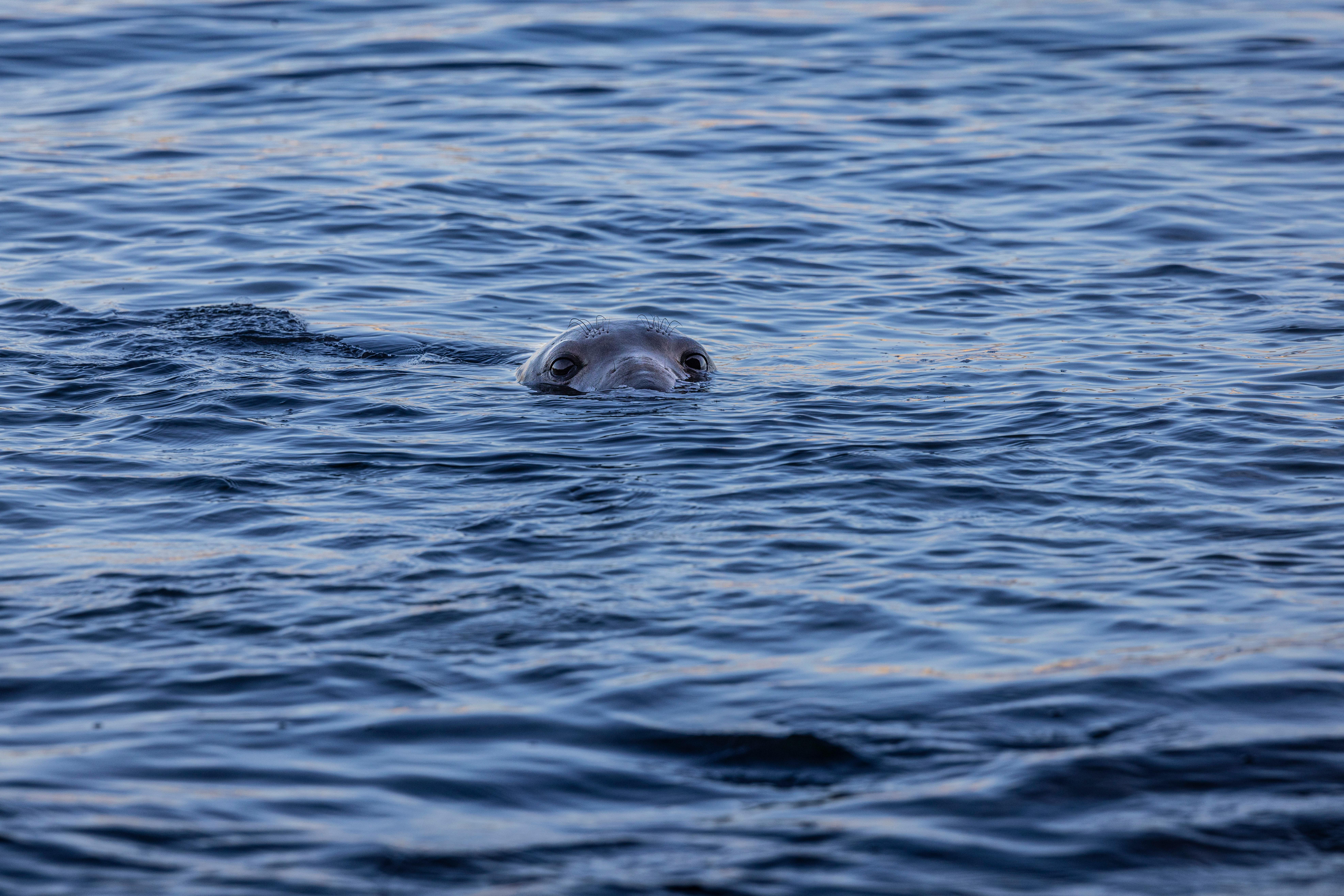 Seal Head in Water · Free Stock Photo