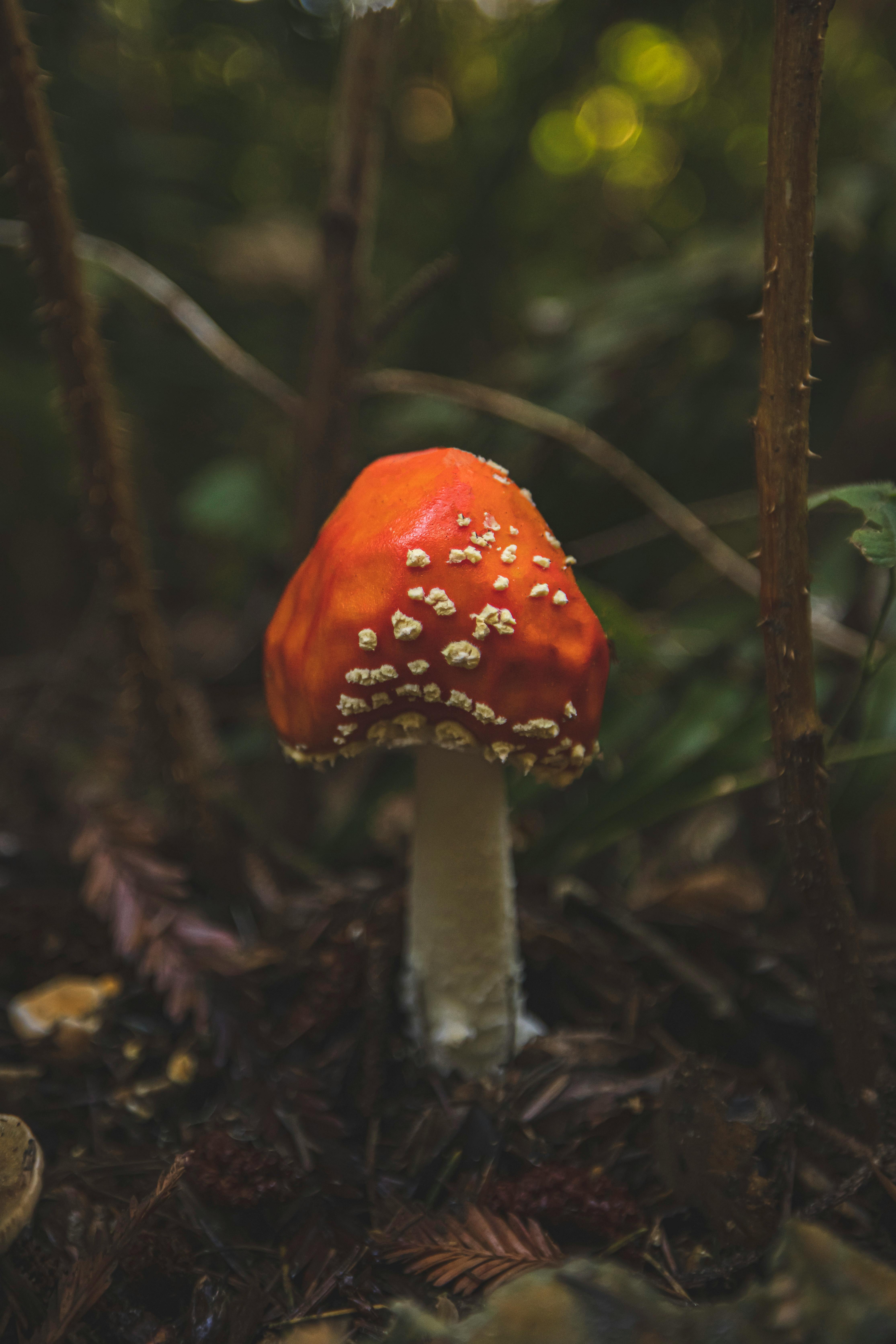 Foto de stock gratuita sobre amanita muscaria, bosque, crecimiento, de ...
