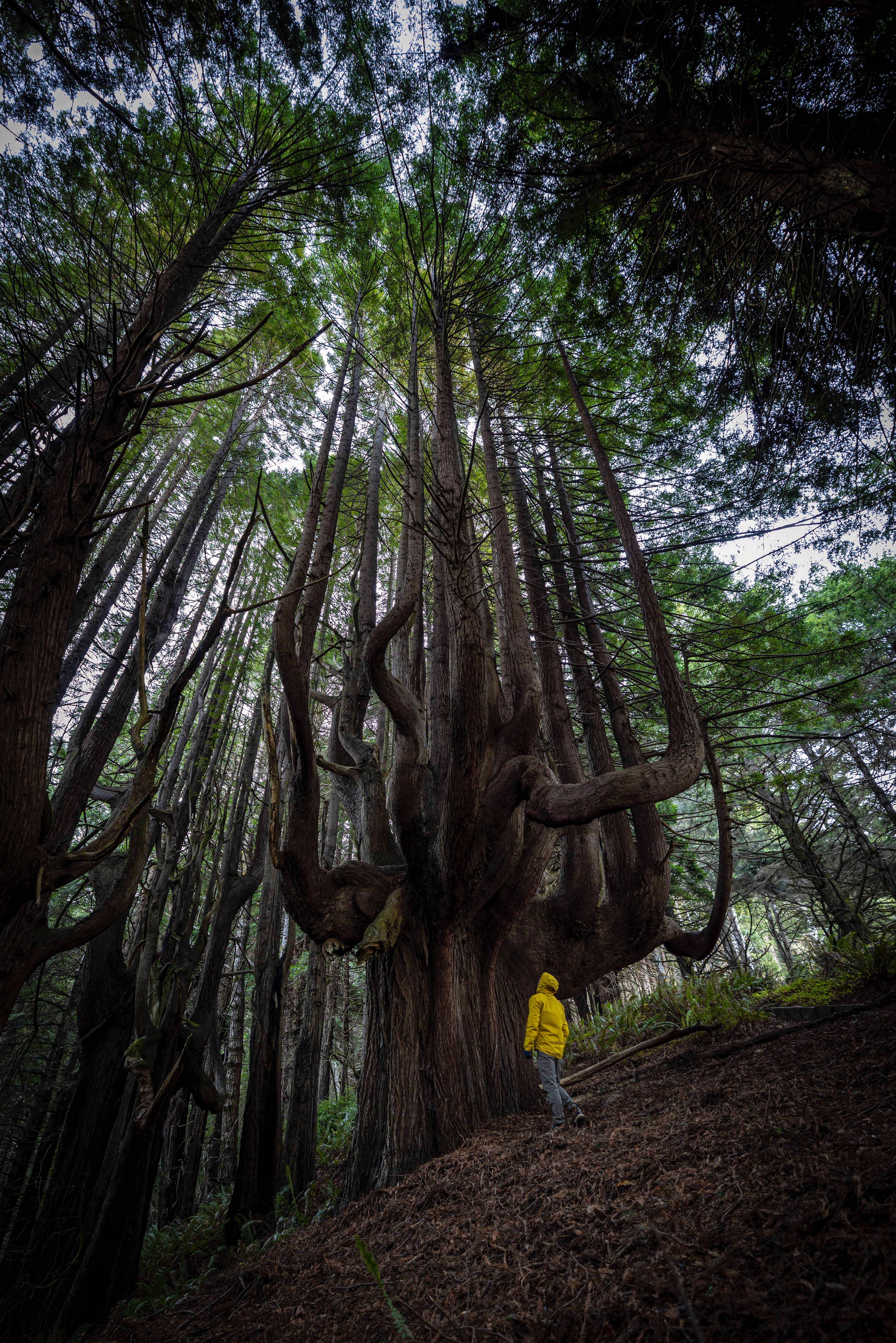 Man Standing by a Sequoia in a Forest · Free Stock Photo