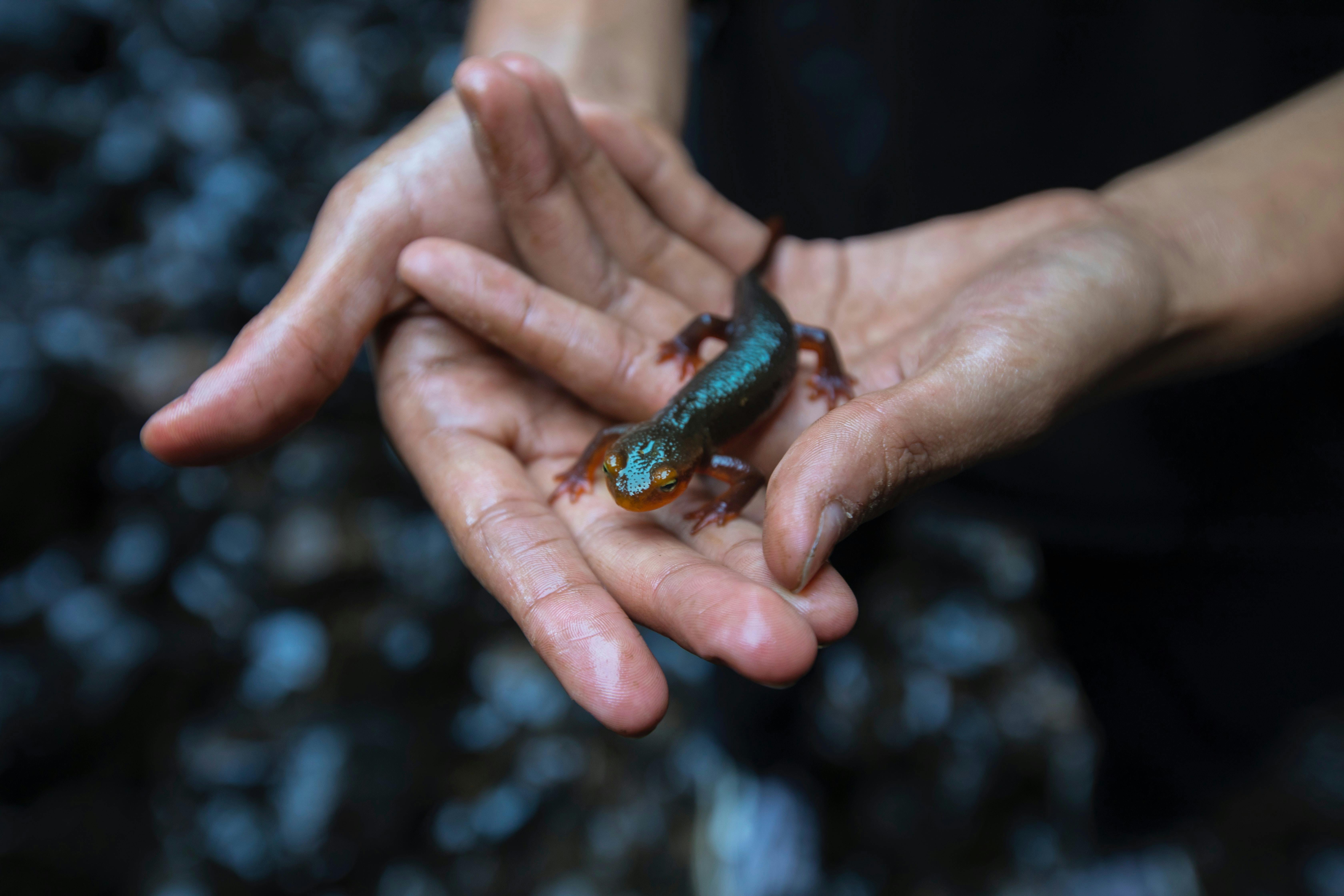 Hands Holding Small Salamander · Free Stock Photo