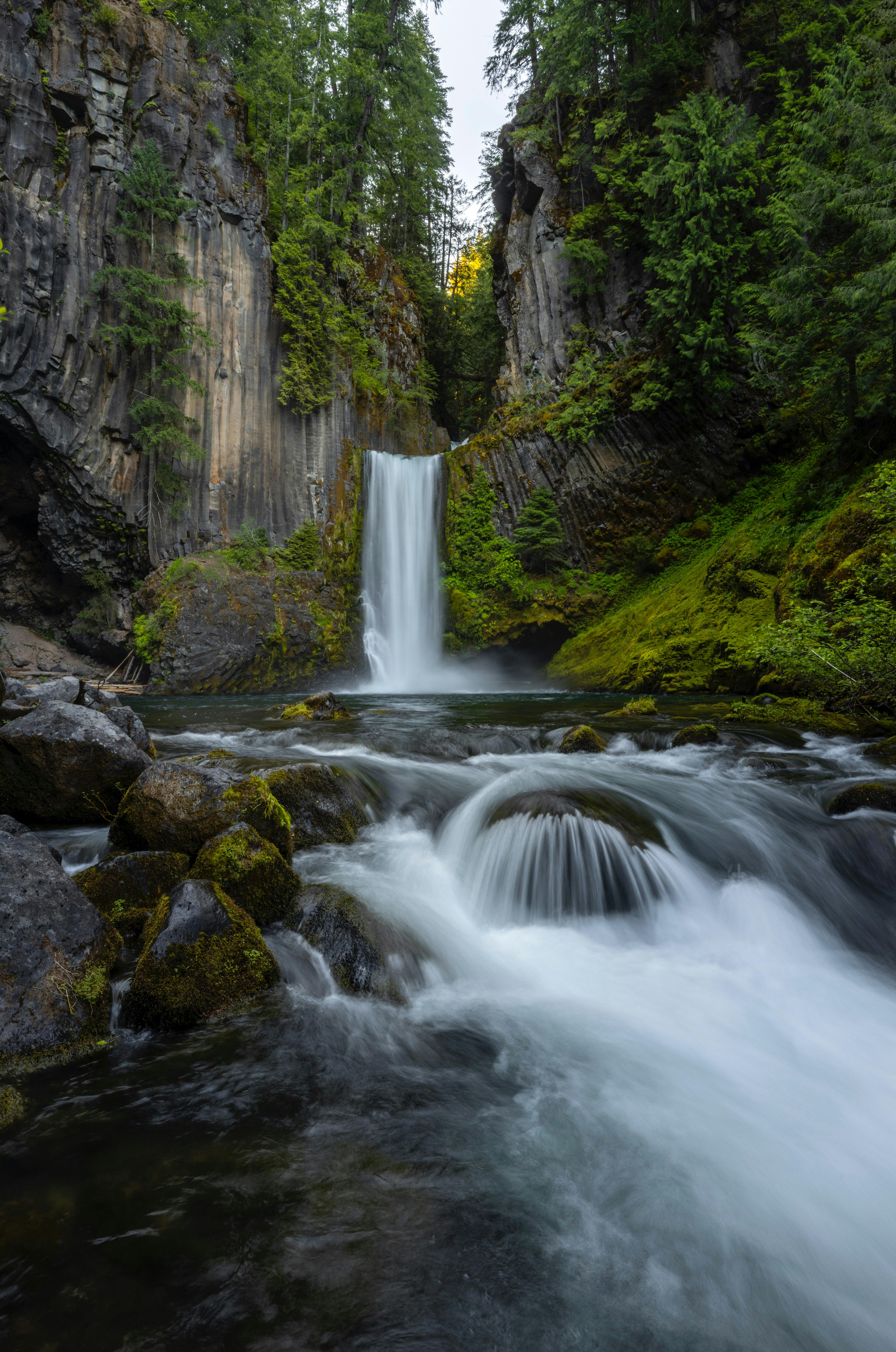 Green Pine Trees Near Waterfall · Free Stock Photo