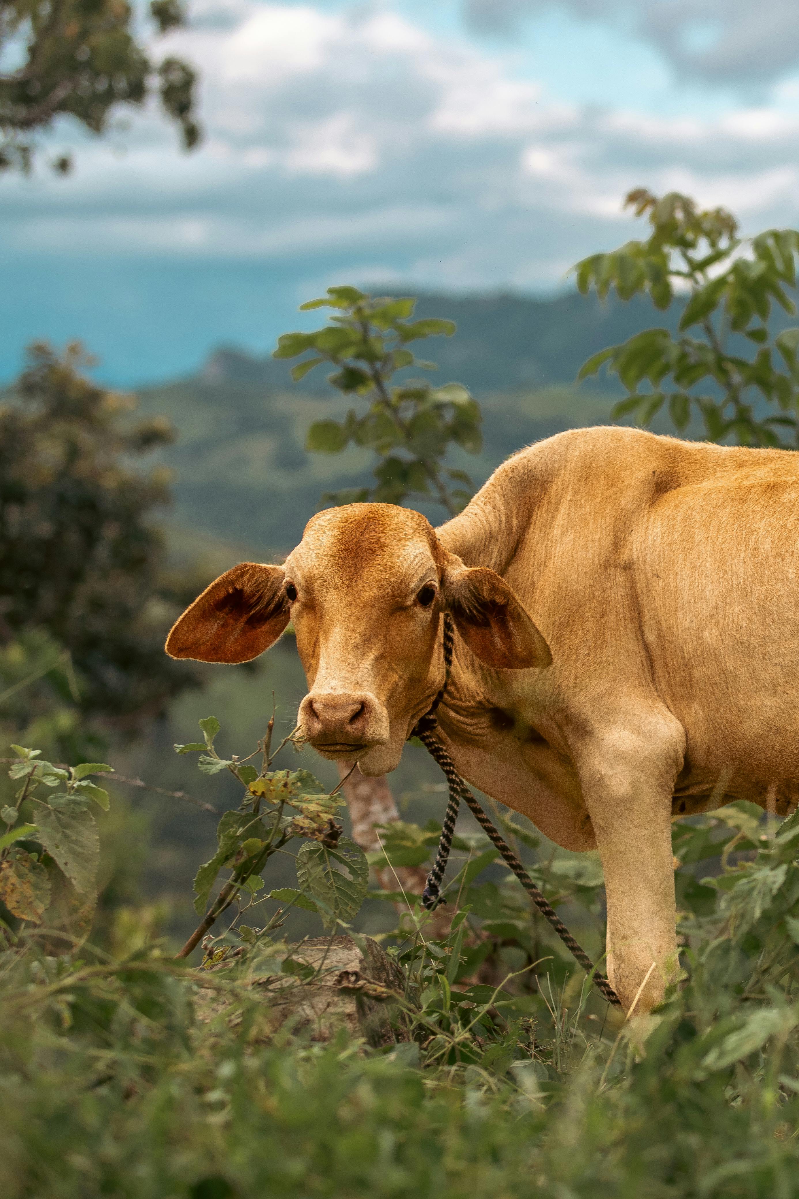 Cow among Plants · Free Stock Photo
