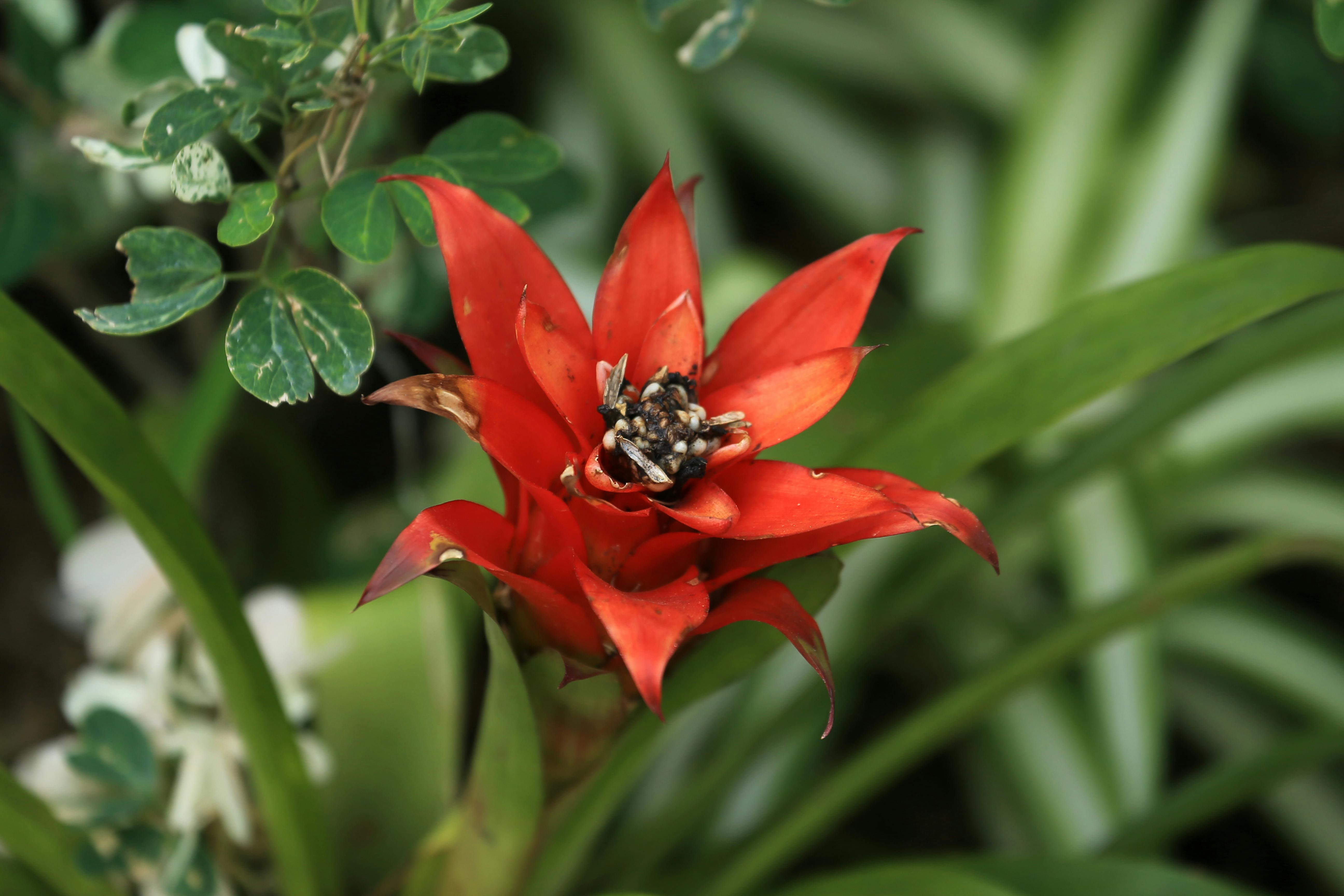 Blooming Red Bromelia Flower · Free Stock Photo