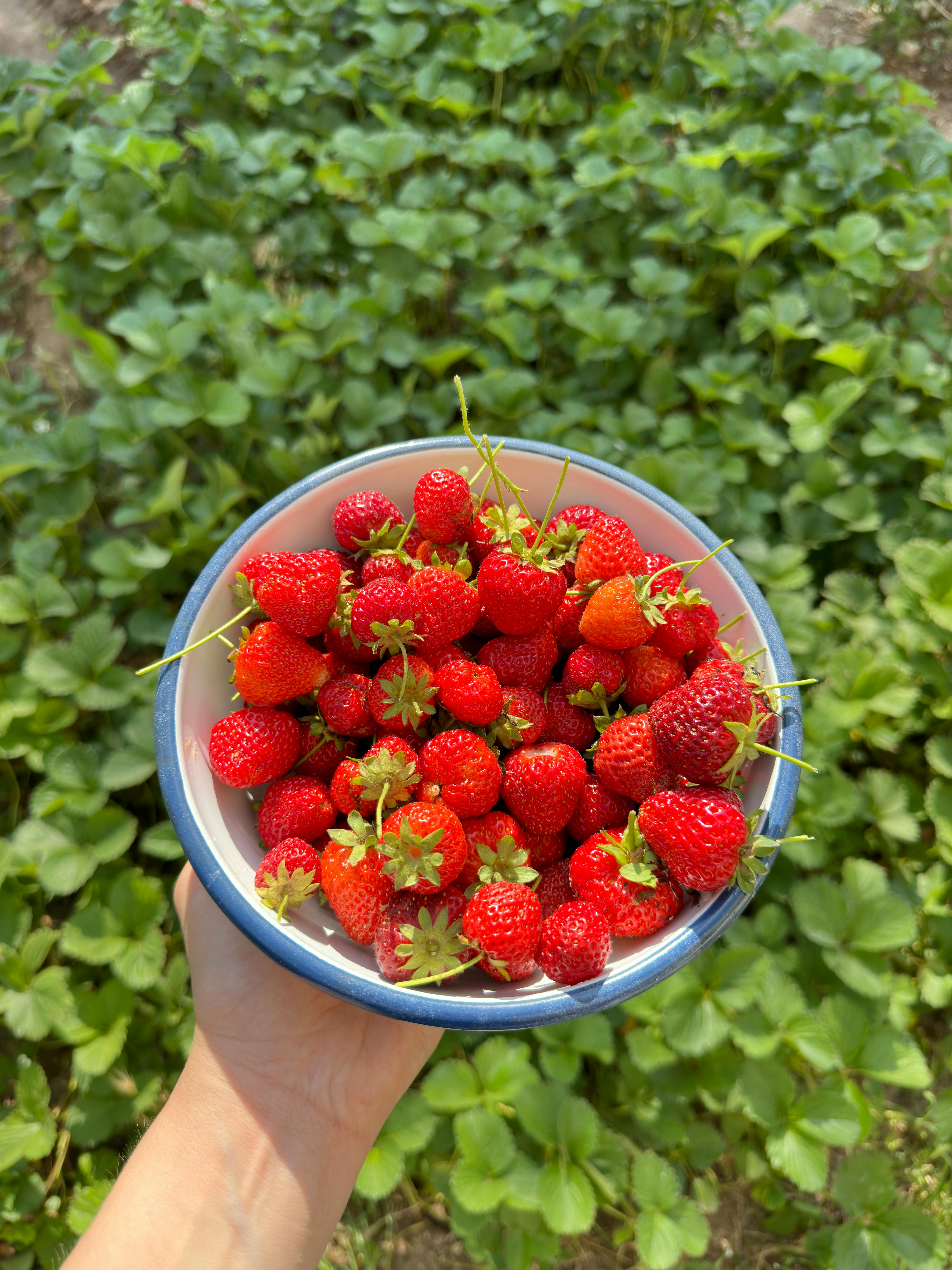 Close-Up Photography of Strawberries · Free Stock Photo