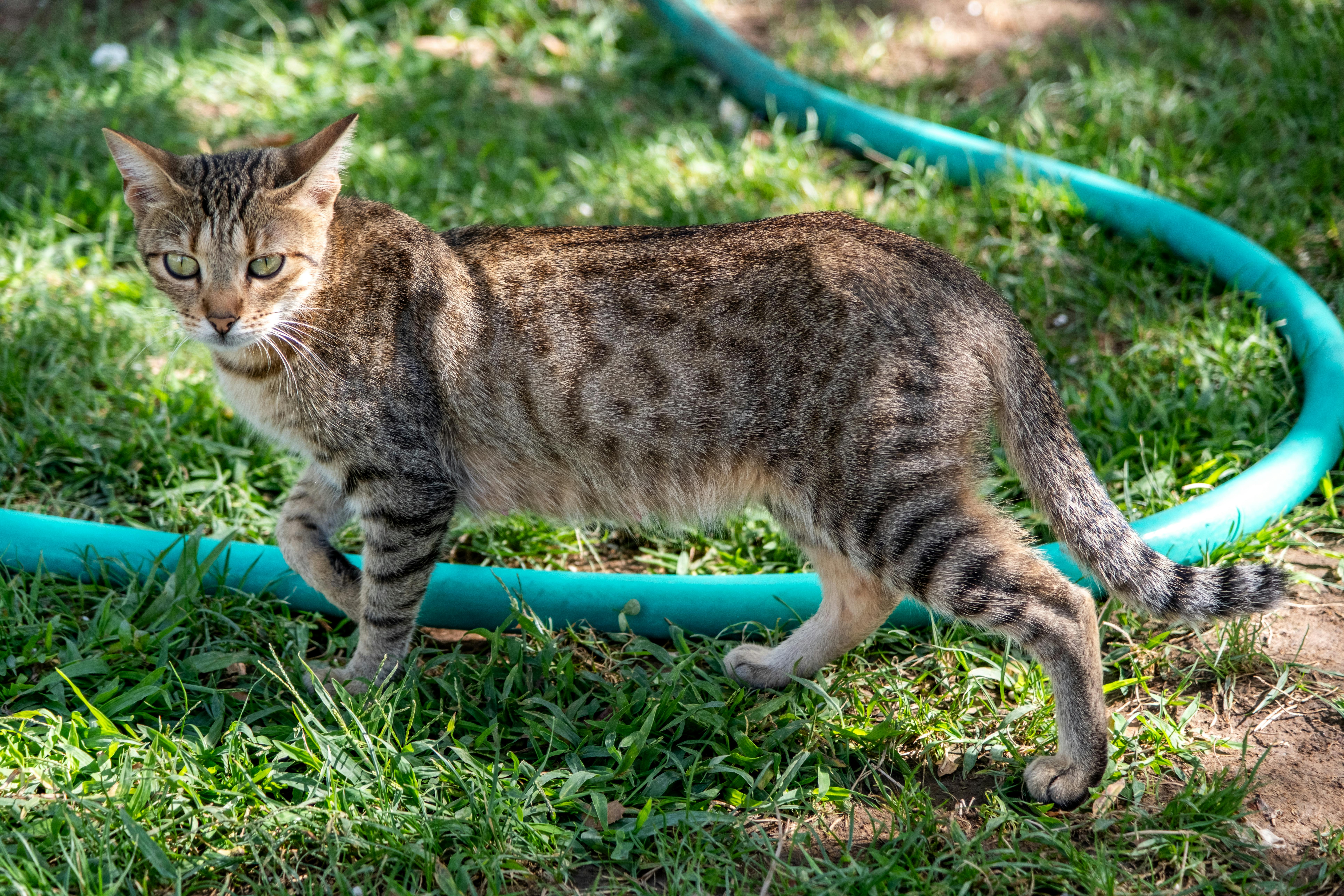 Tabby Cat on Ground · Free Stock Photo