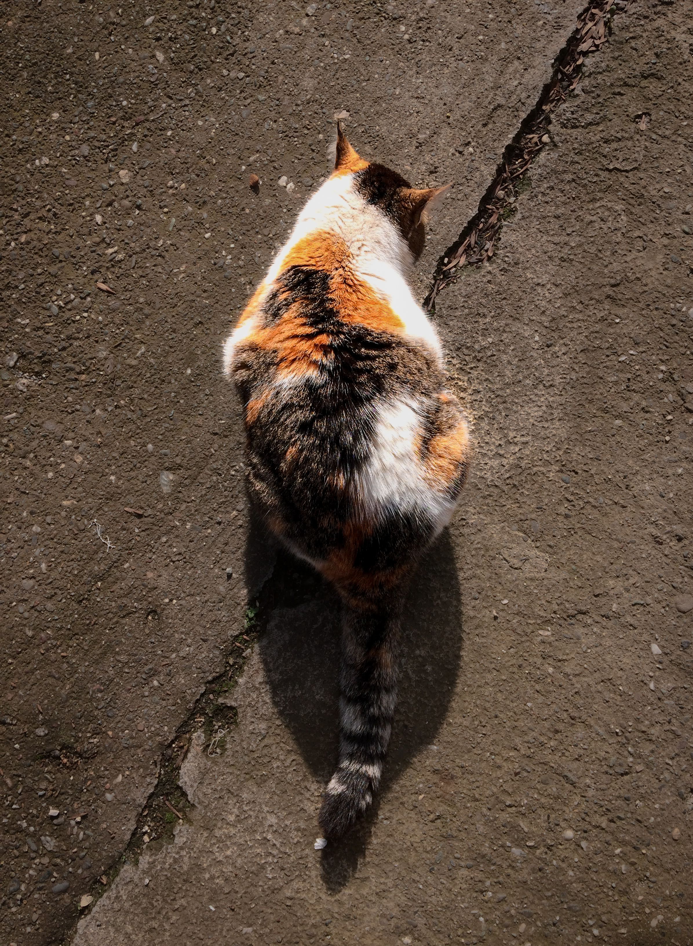 Cat Couples Photos, Download The BEST Free Cat Couples Stock Photos ...