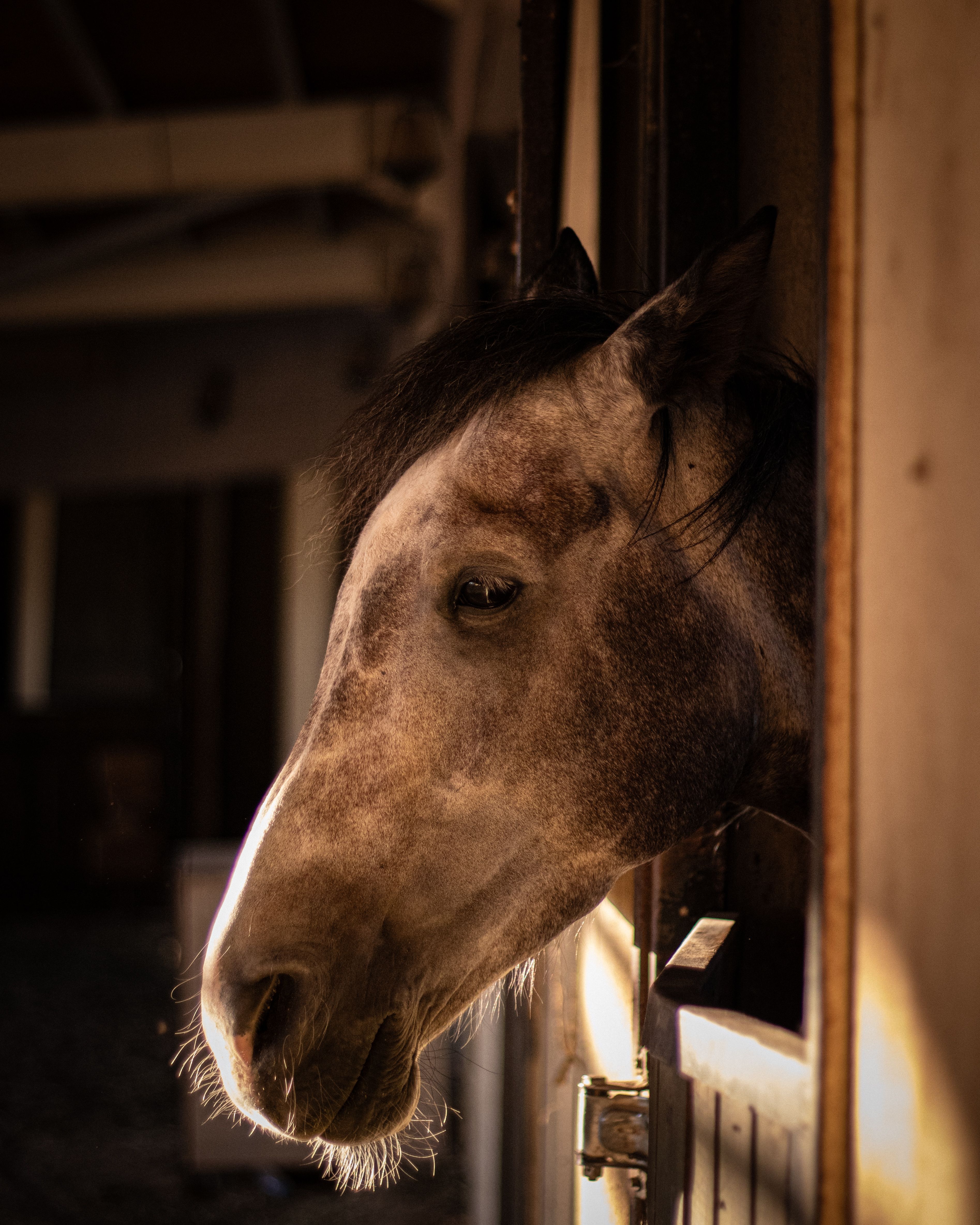 Head of Horse in Stable · Free Stock Photo