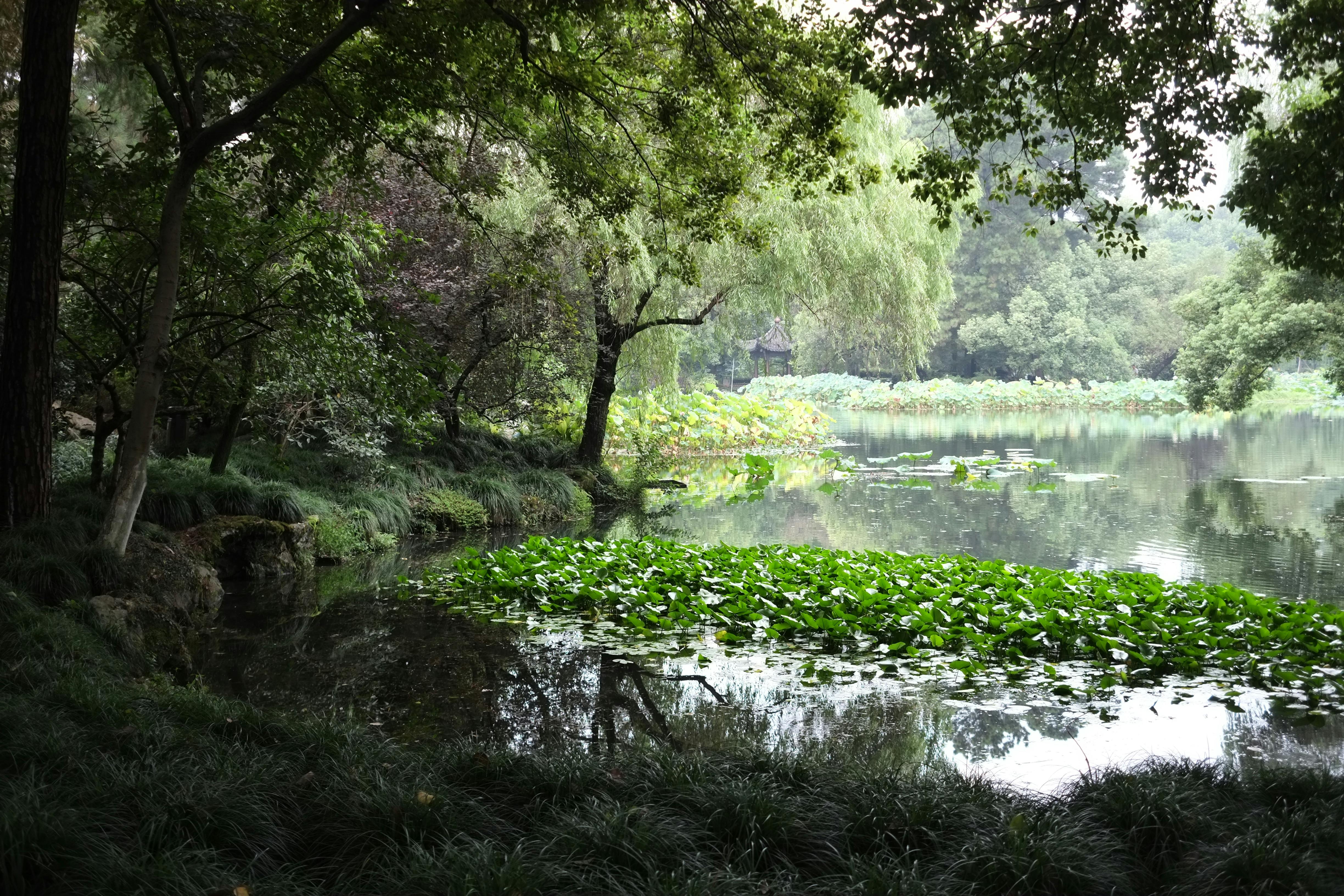 Trees around Lake · Free Stock Photo