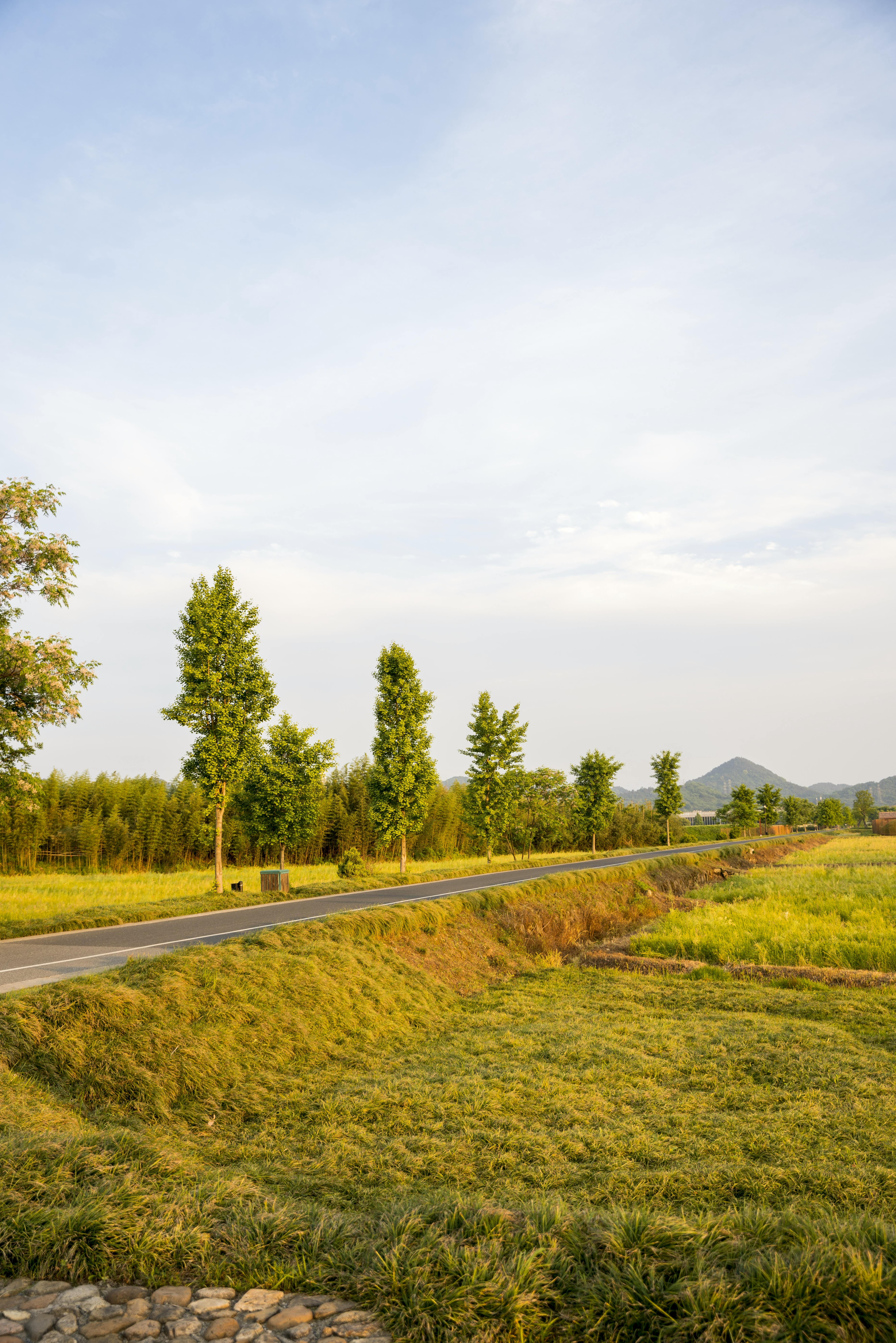 Trees near Road in Countryside · Free Stock Photo