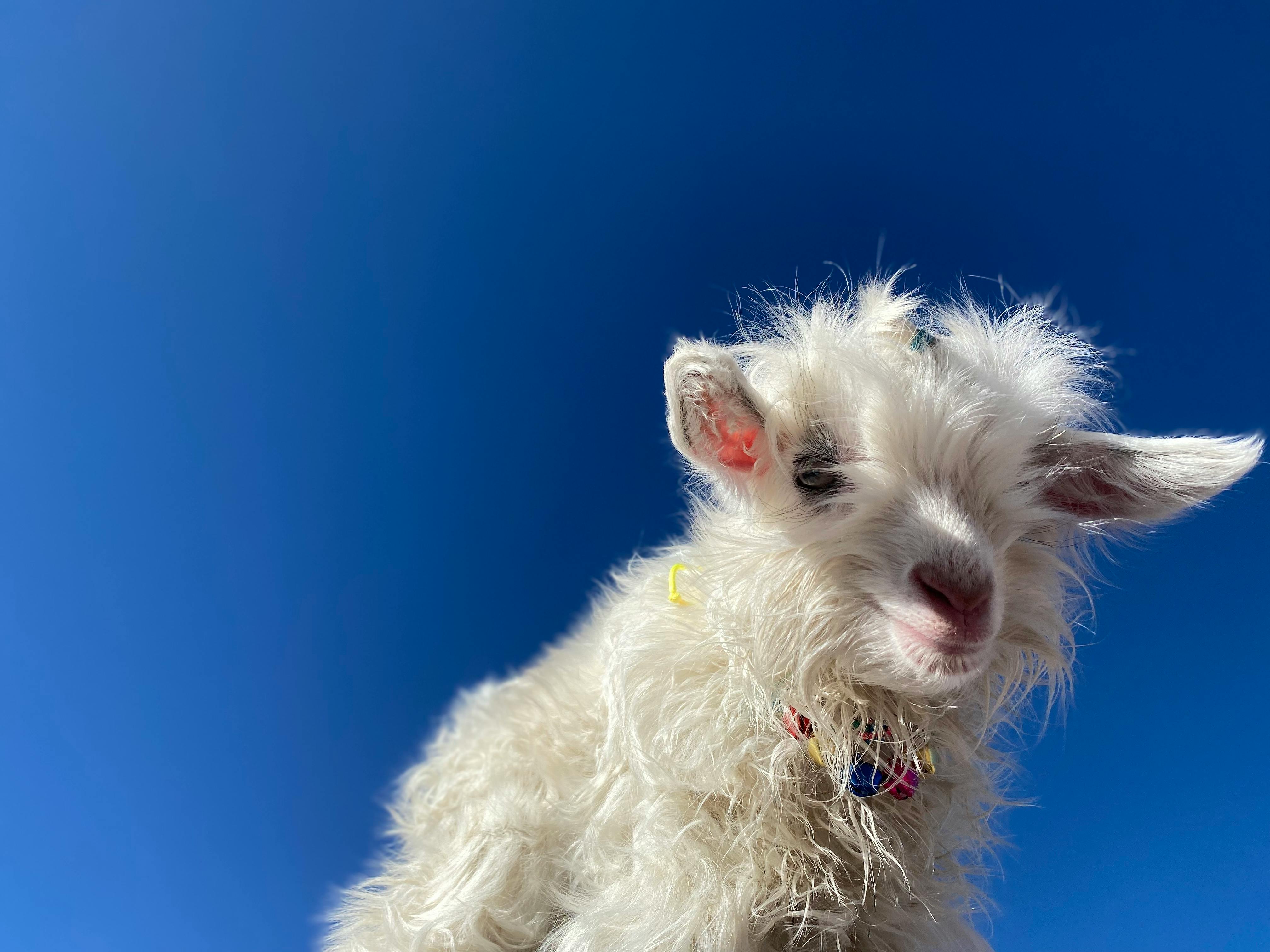 Cute Angora Goat · Free Stock Photo