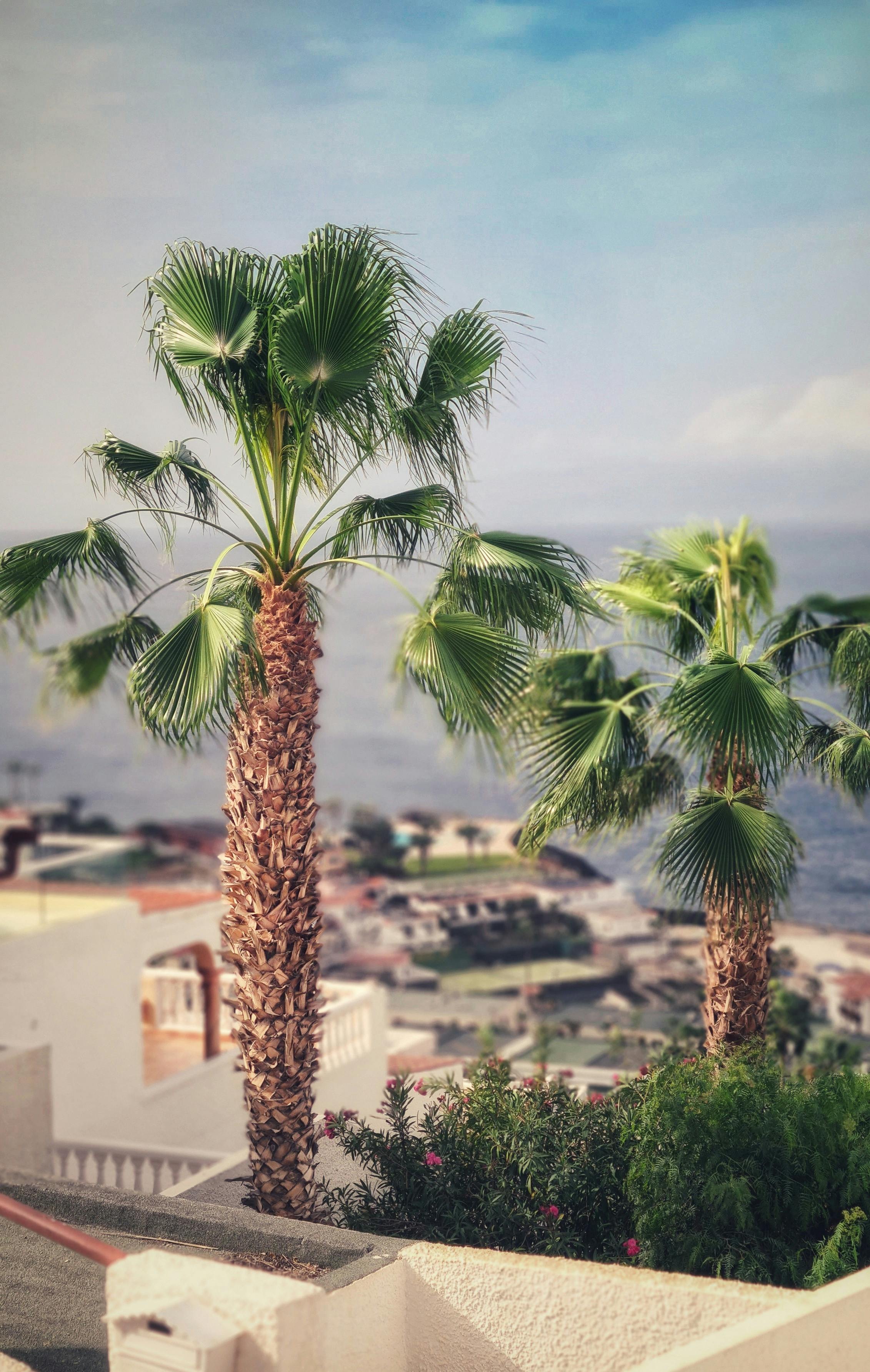 Palme Almak Photos, Download The BEST Free Palme Almak Stock Photos ...