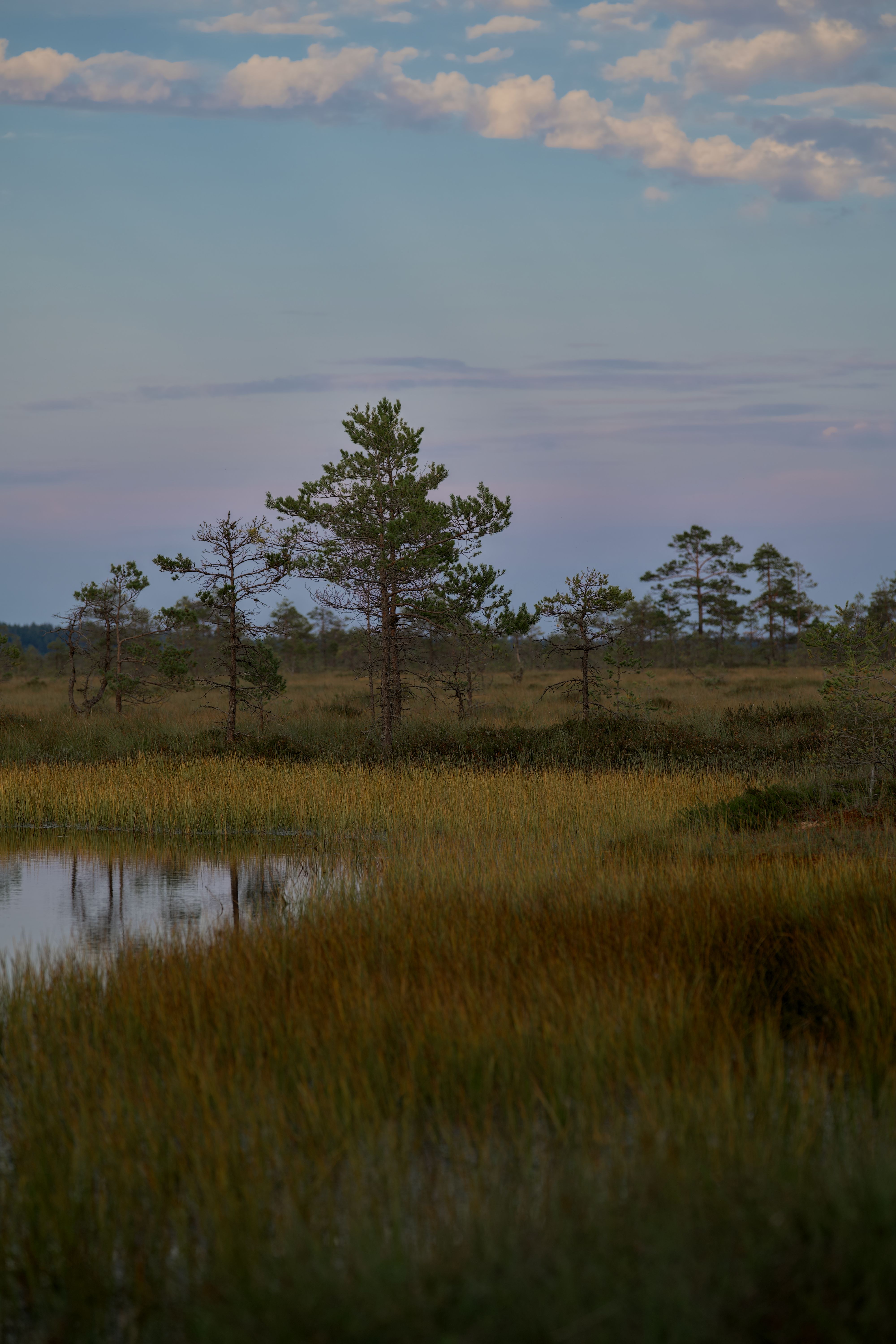 Everglades Swamp Photos, Download The BEST Free Everglades Swamp Stock ...