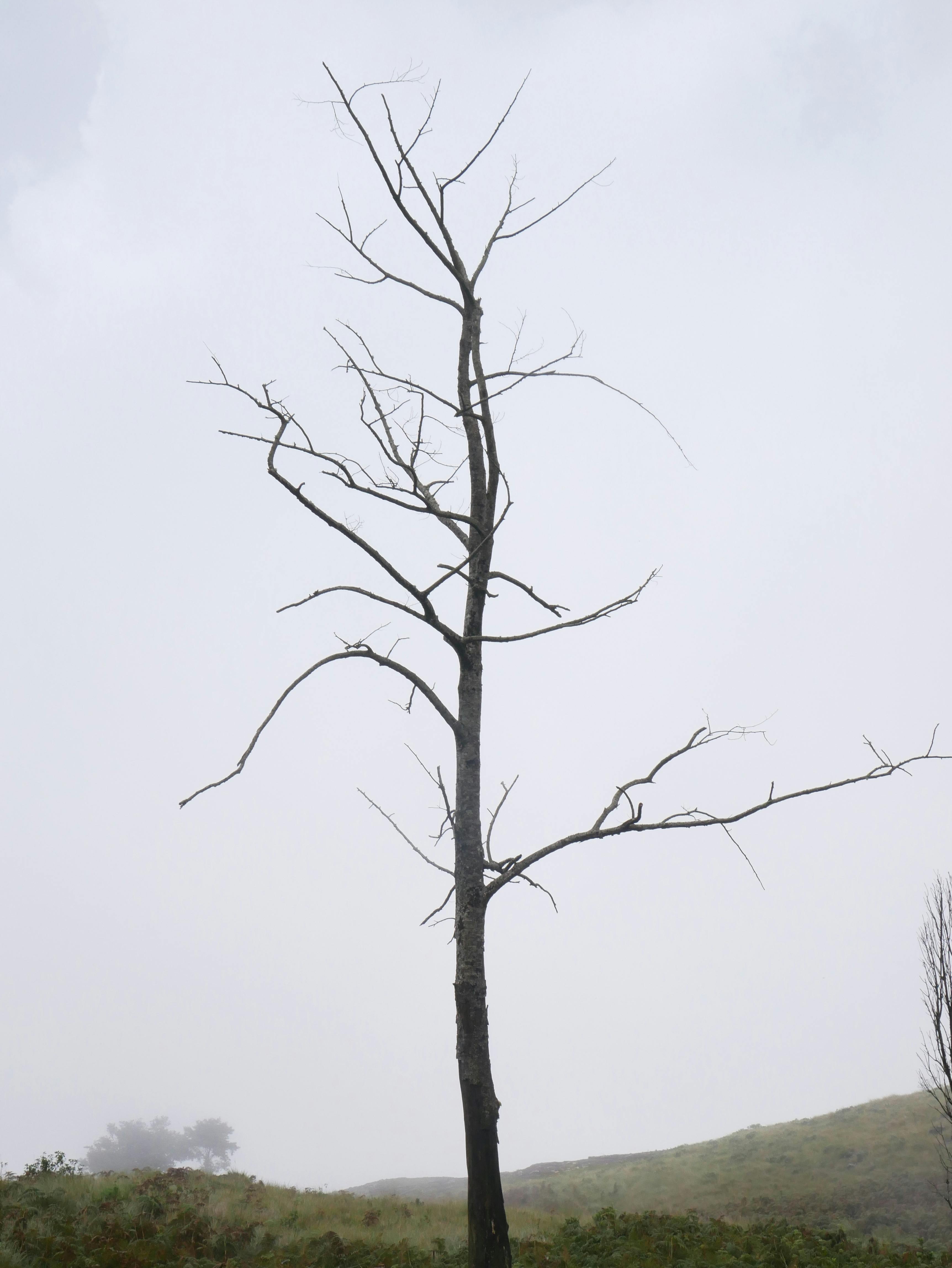 Single, Bare Tree · Free Stock Photo