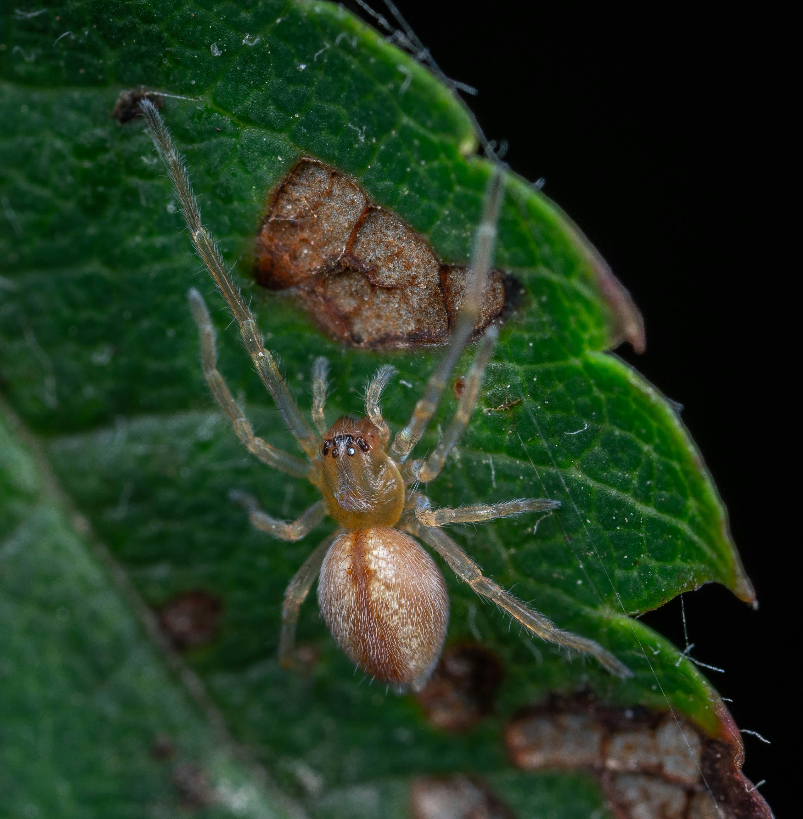 Green Colt Photos, Download The BEST Free Green Colt Stock Photos & HD ...