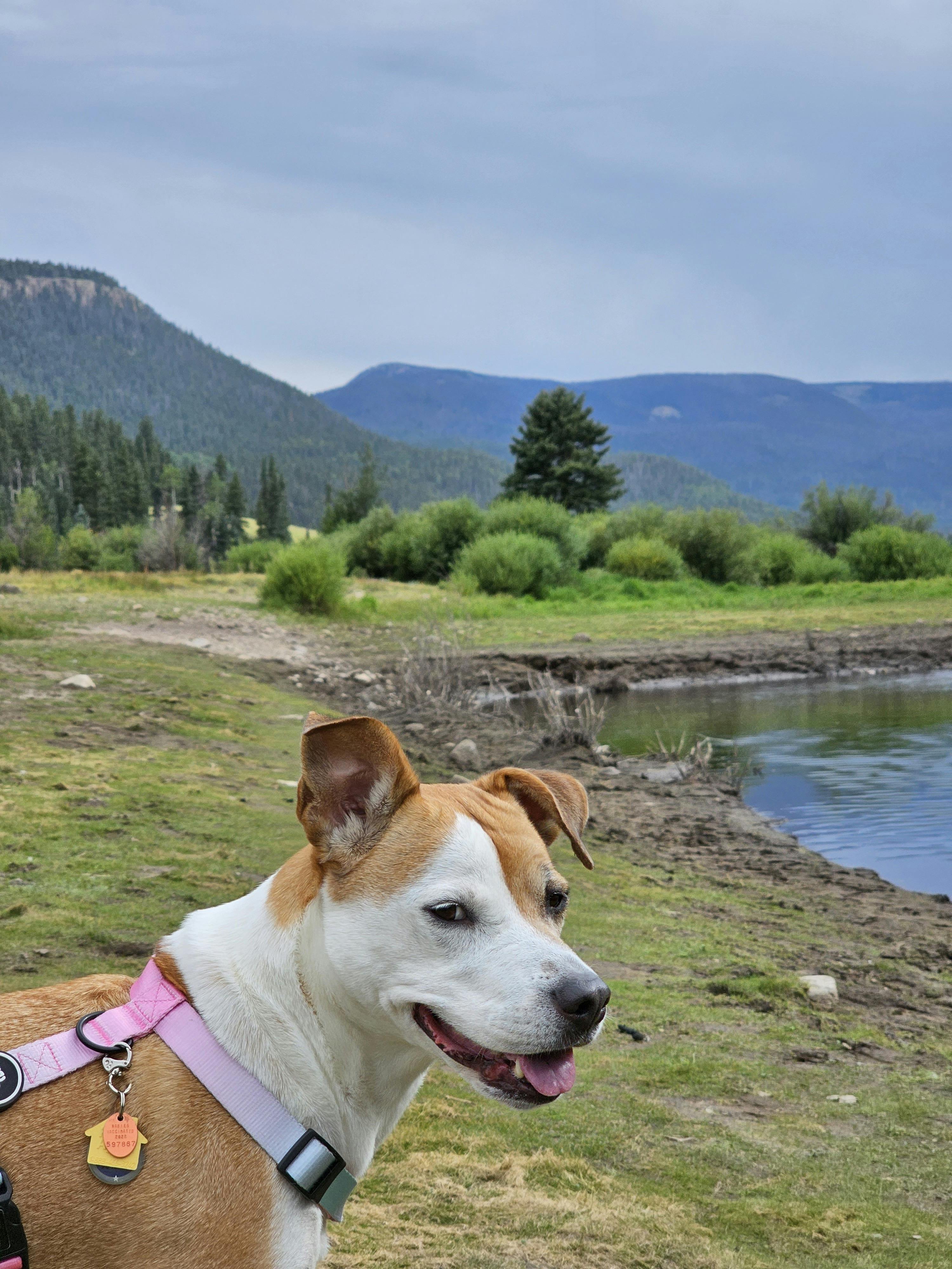 Dog Excreting Photos, Download The BEST Free Dog Excreting Stock Photos ...