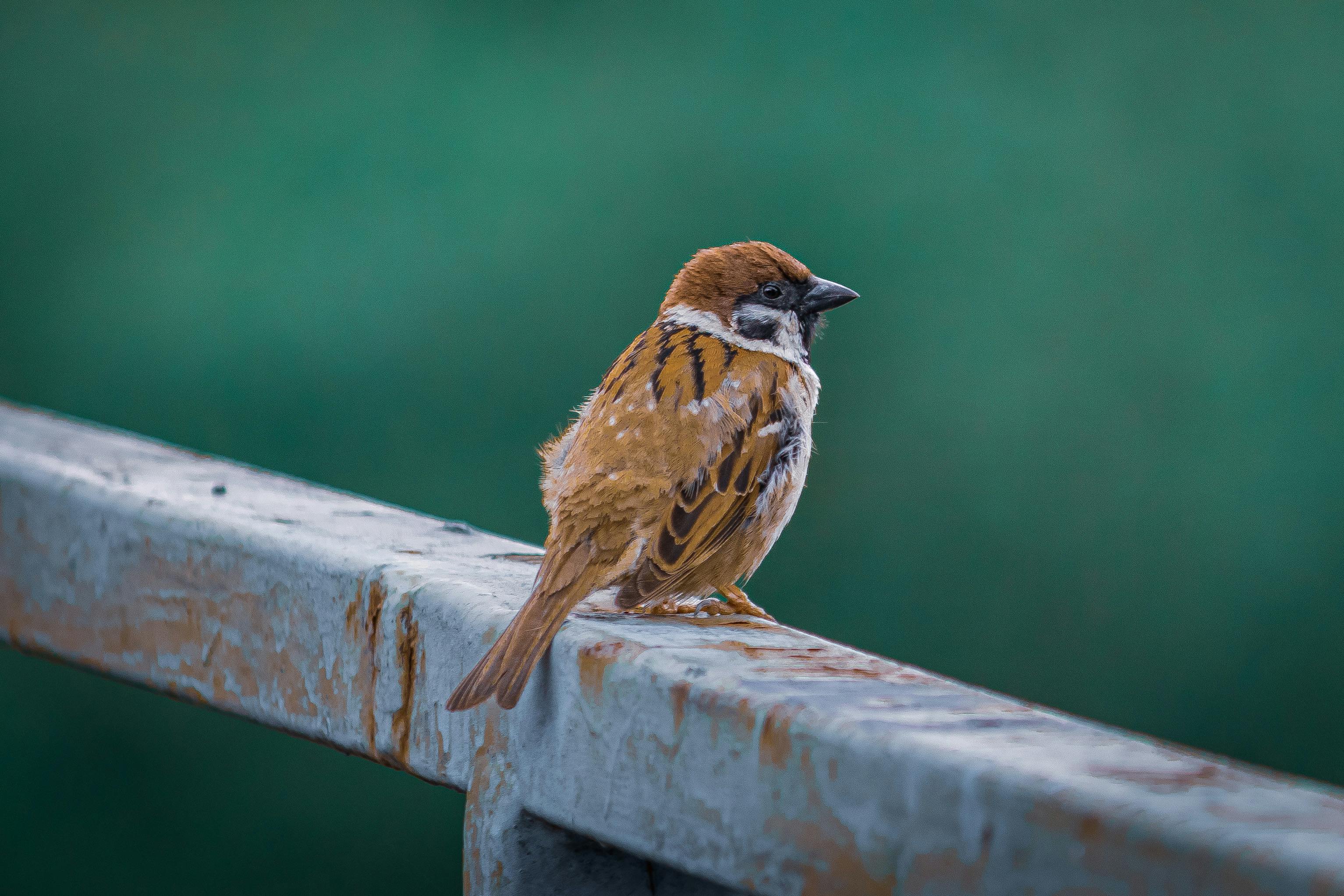 Small Sparrow Bird · Free Stock Photo