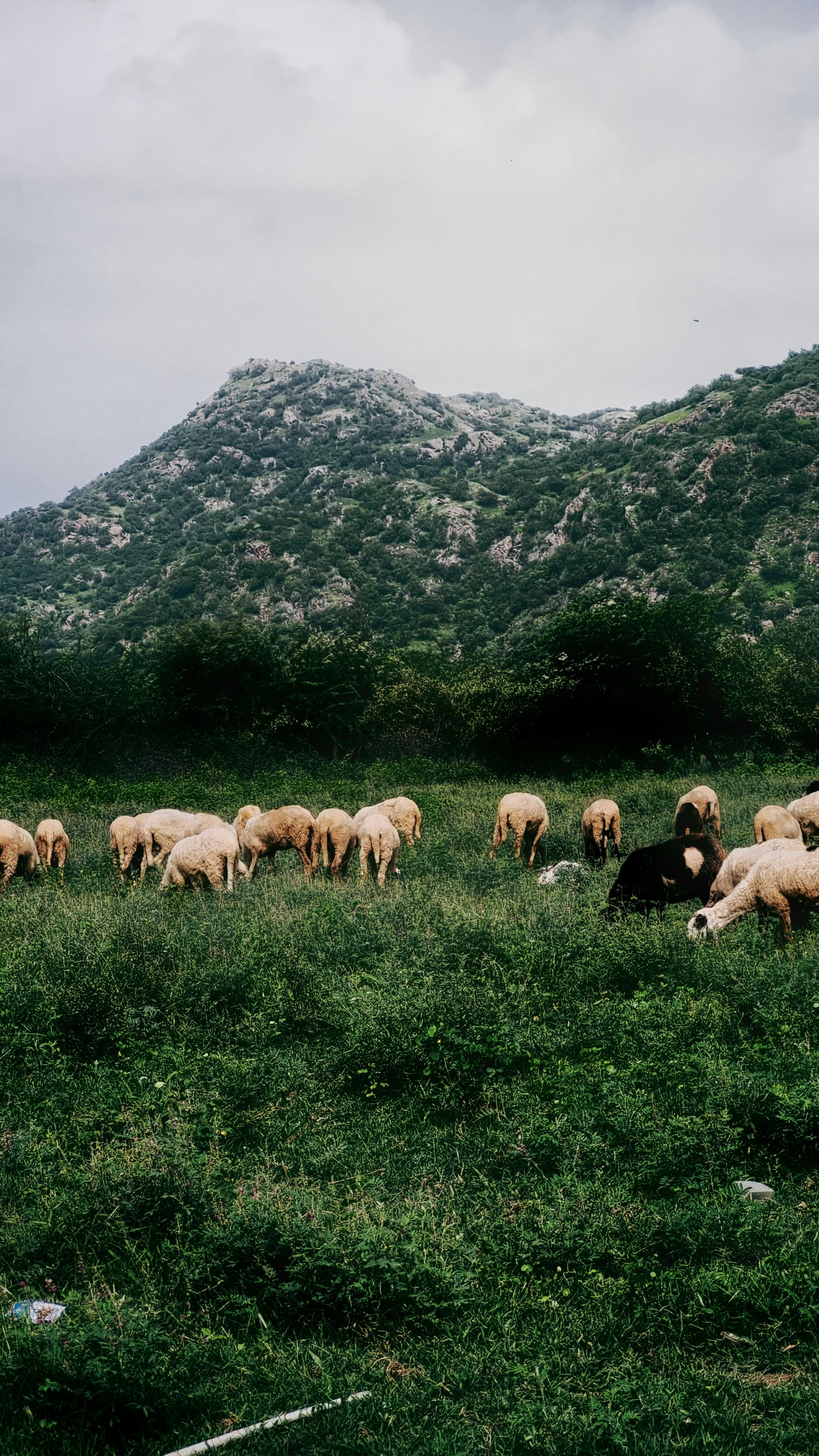 Sheep Grazing in the Pasture and Distant Mountains · Free Stock Photo