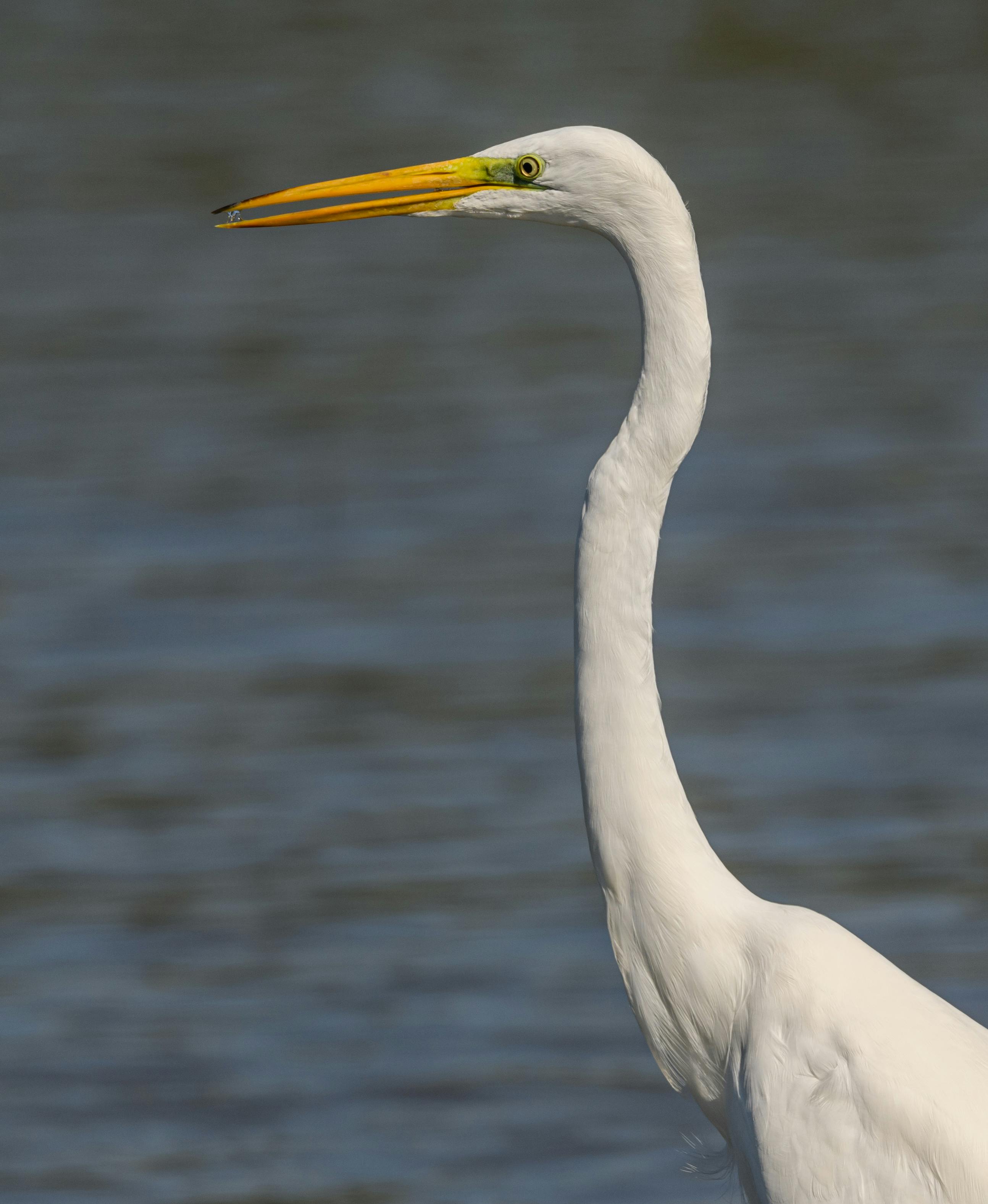 Side View of a Great Egret in Front of a Lake in Black and White · Free ...