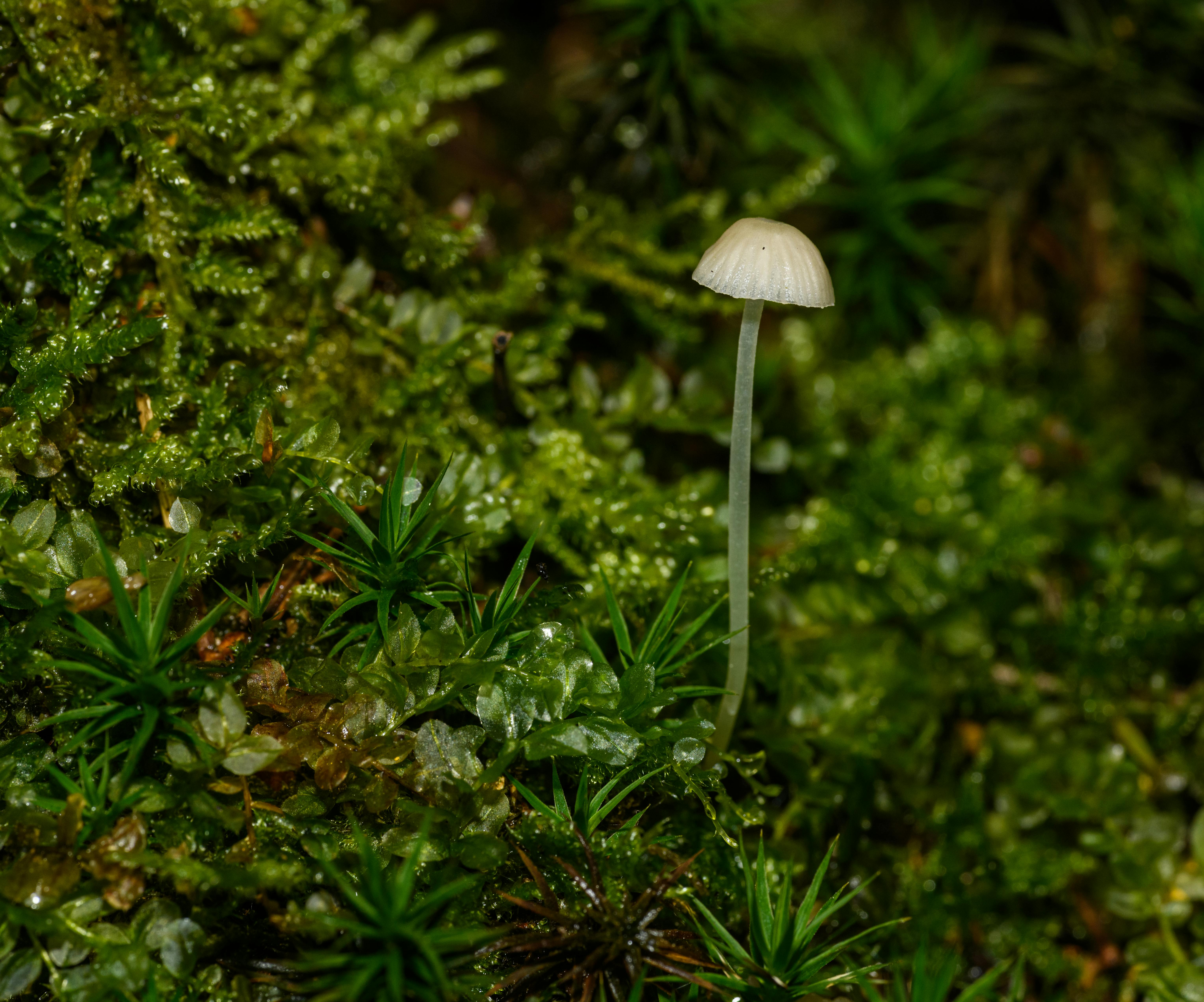 Foto de stock gratuita sobre crecimiento, de cerca, hongo, hongos ...