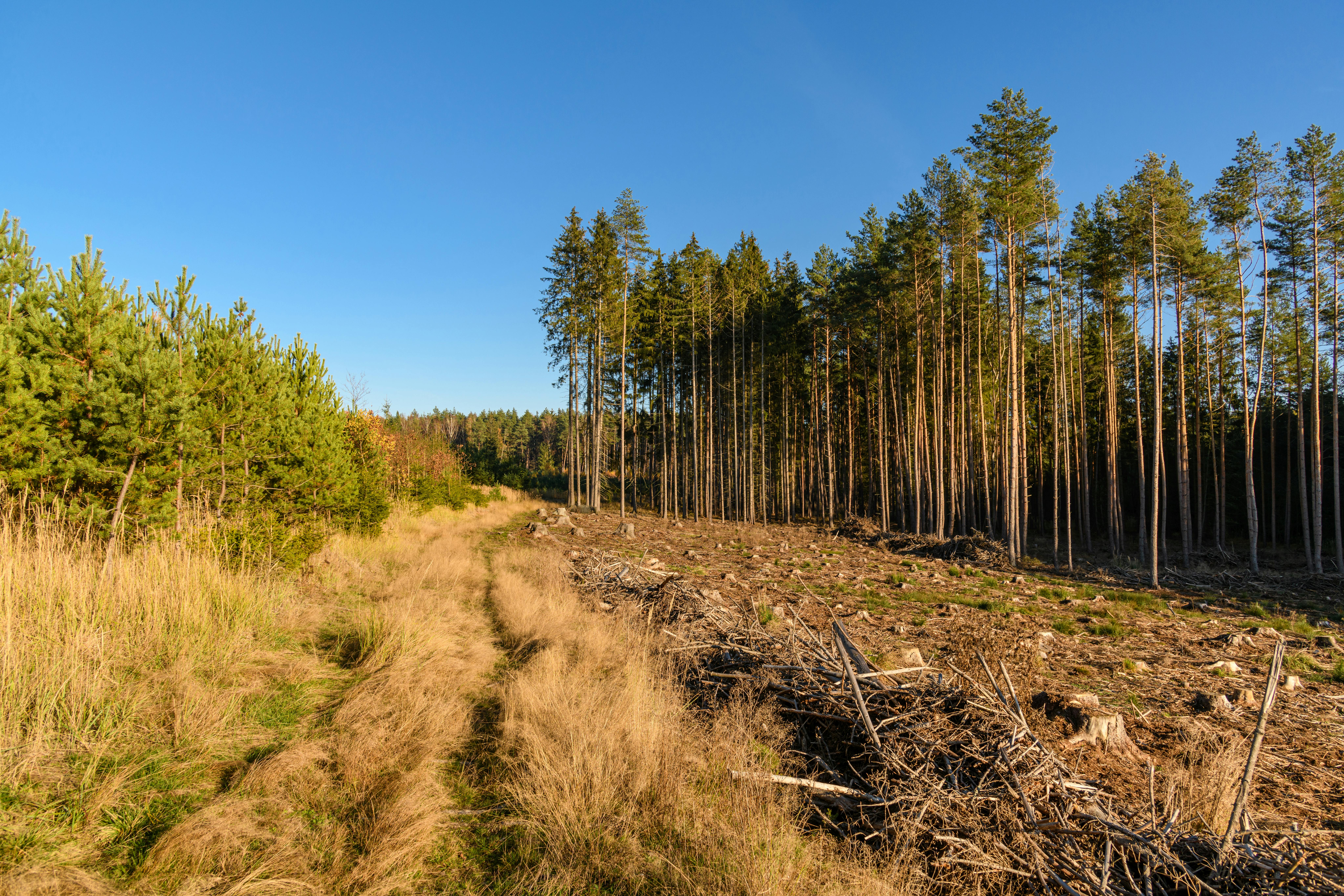 Bare Patch in a Pine Forest after Timber Cutting · Free Stock Photo