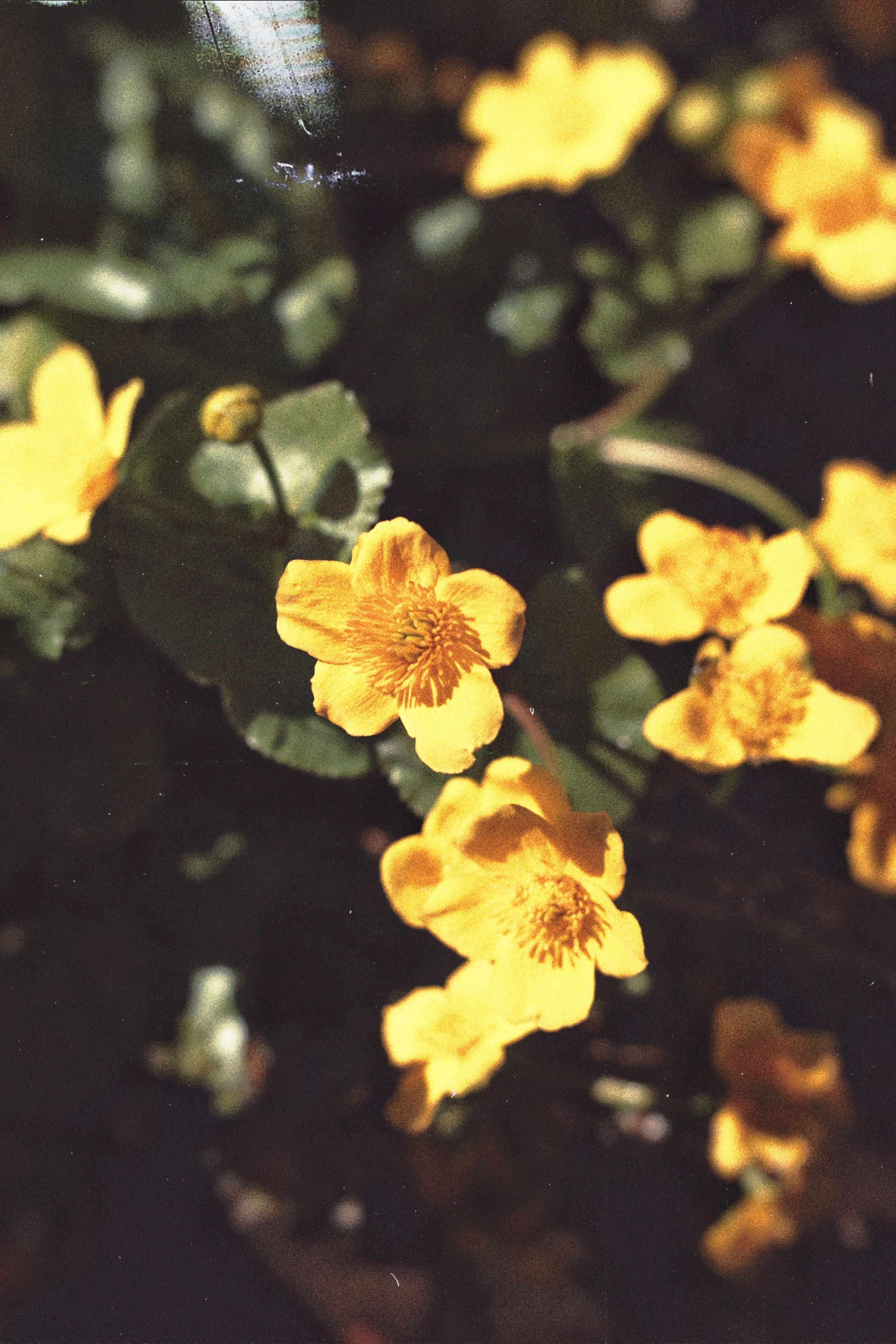 Hue Plant Photos, Download The BEST Free Hue Plant Stock Photos & HD Images