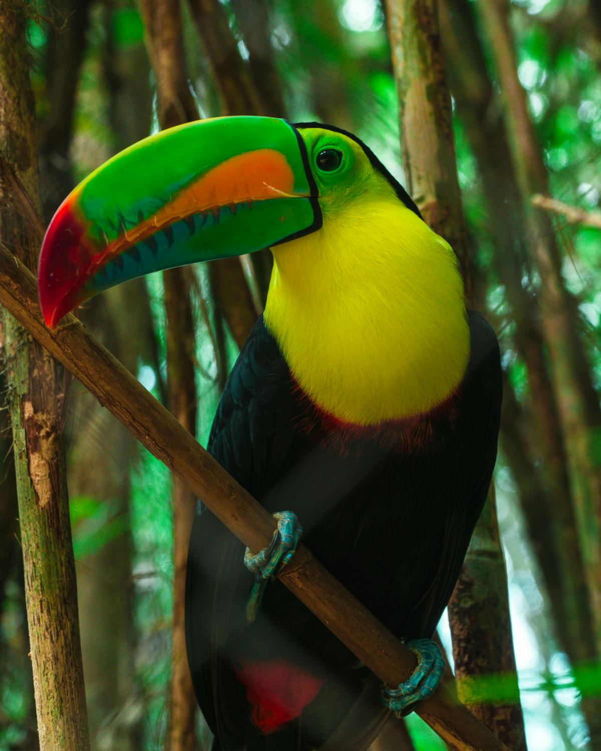 Keel Billed Toucan Photos, Download The BEST Free Keel Billed Toucan ...