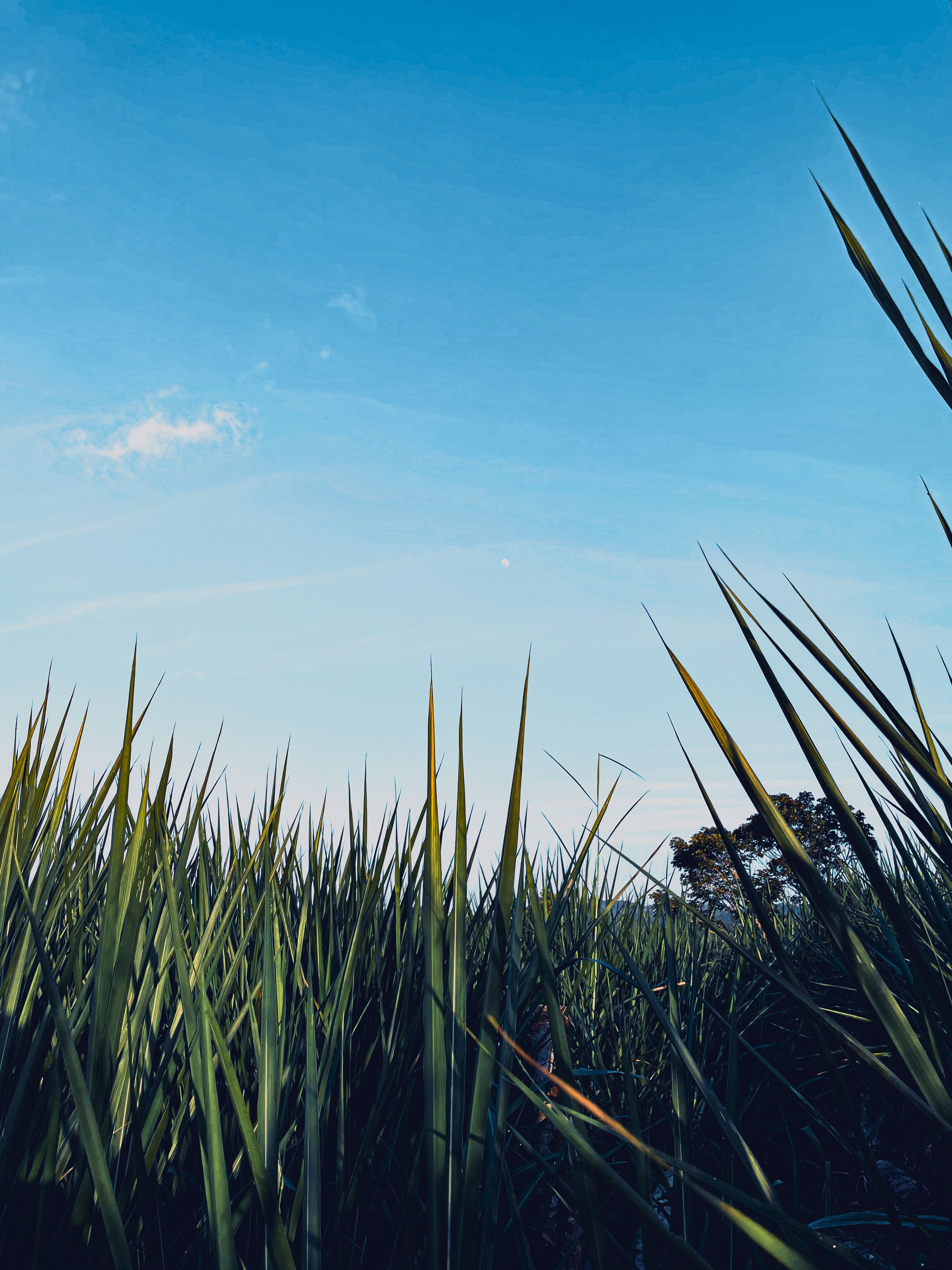 Tall Health Photos, Download The BEST Free Tall Health Stock Photos ...