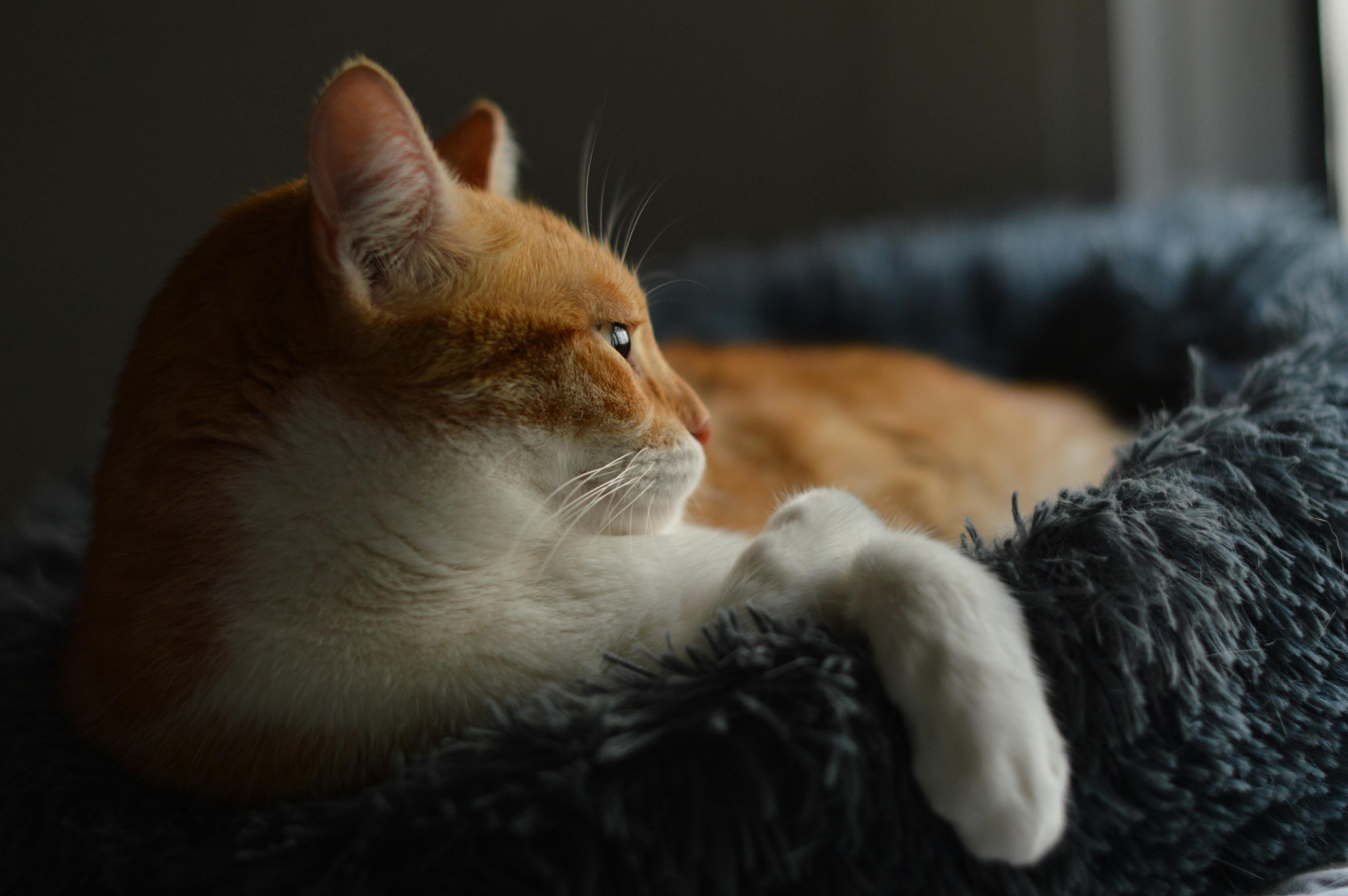 Cat Lying Down · Free Stock Photo