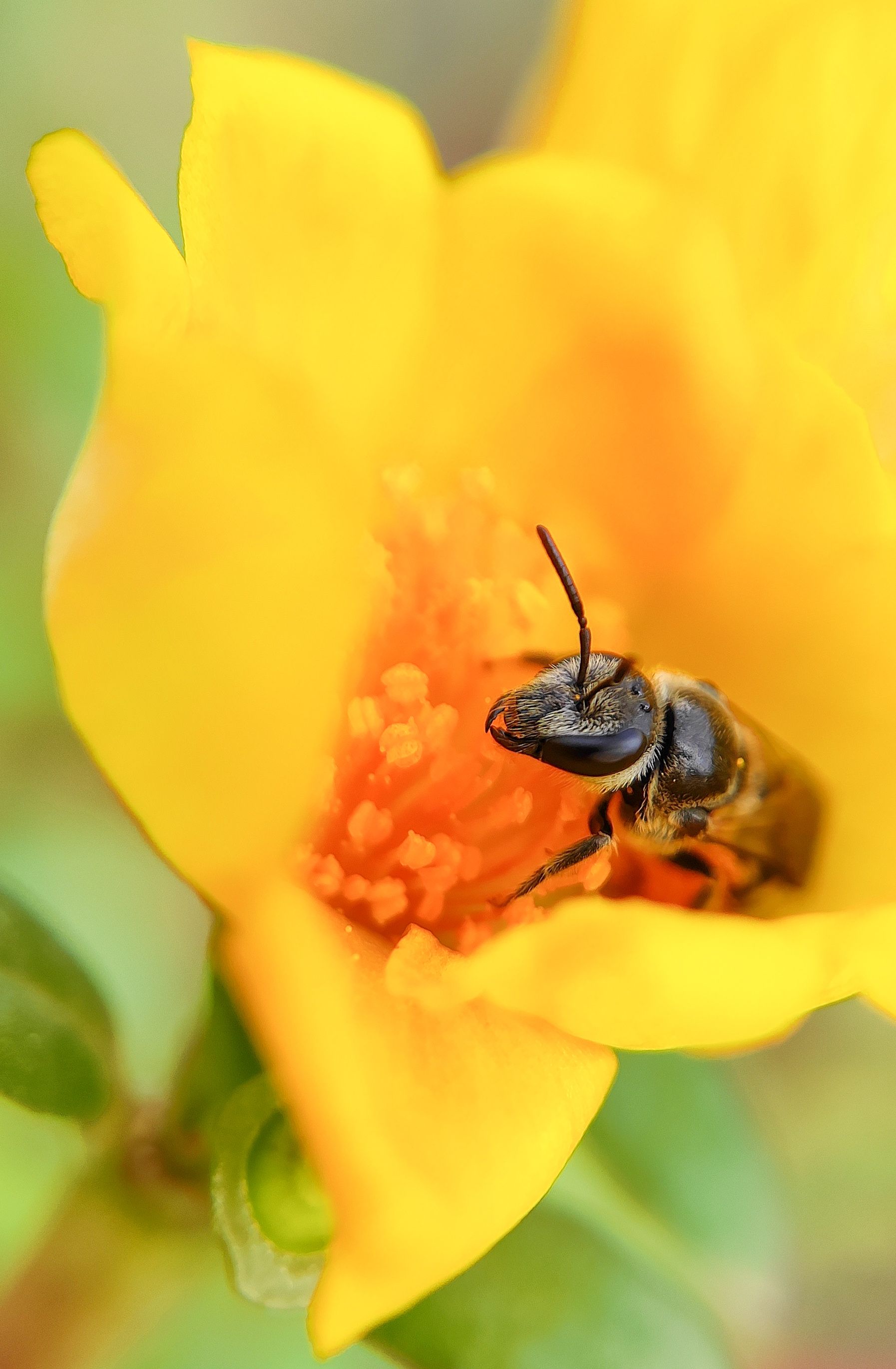 Roy Bee Photos, Download The BEST Free Roy Bee Stock Photos & HD Images