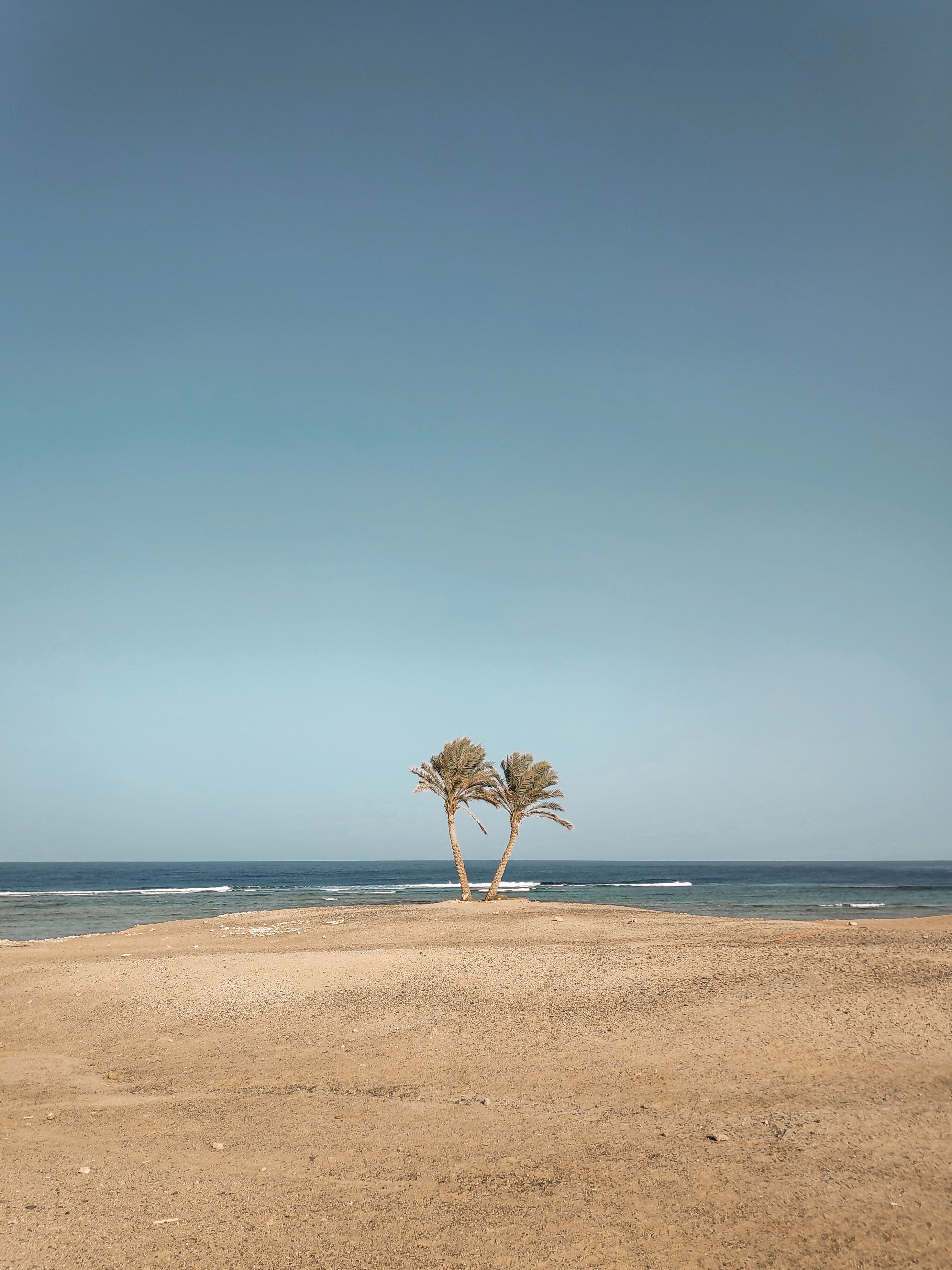 Palmes Photos, Download The BEST Free Palmes Stock Photos & HD Images