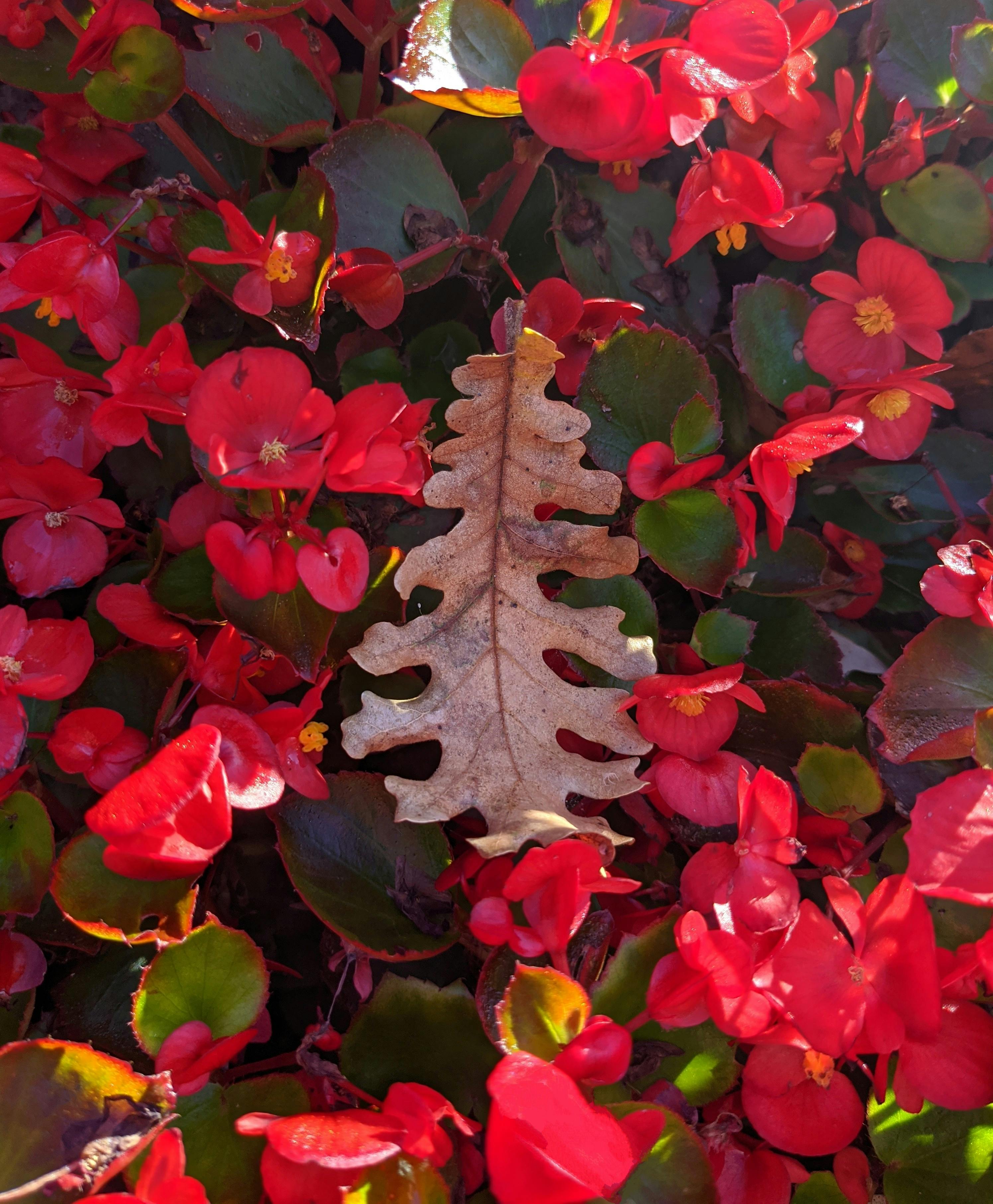 Life Cycle Photos, Download The BEST Free Life Cycle Stock Photos & HD ...