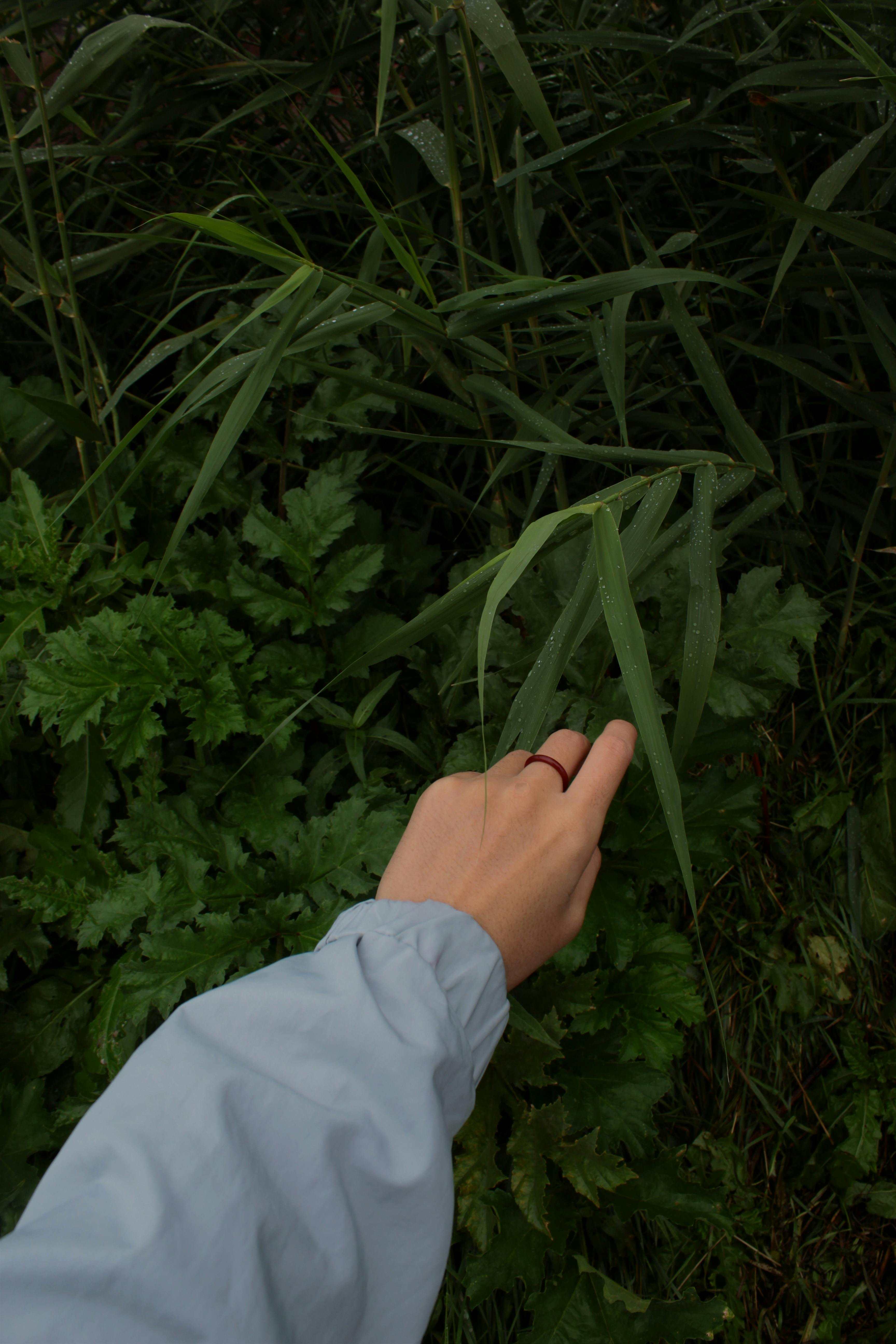 Hand in Dark Bushes · Free Stock Photo