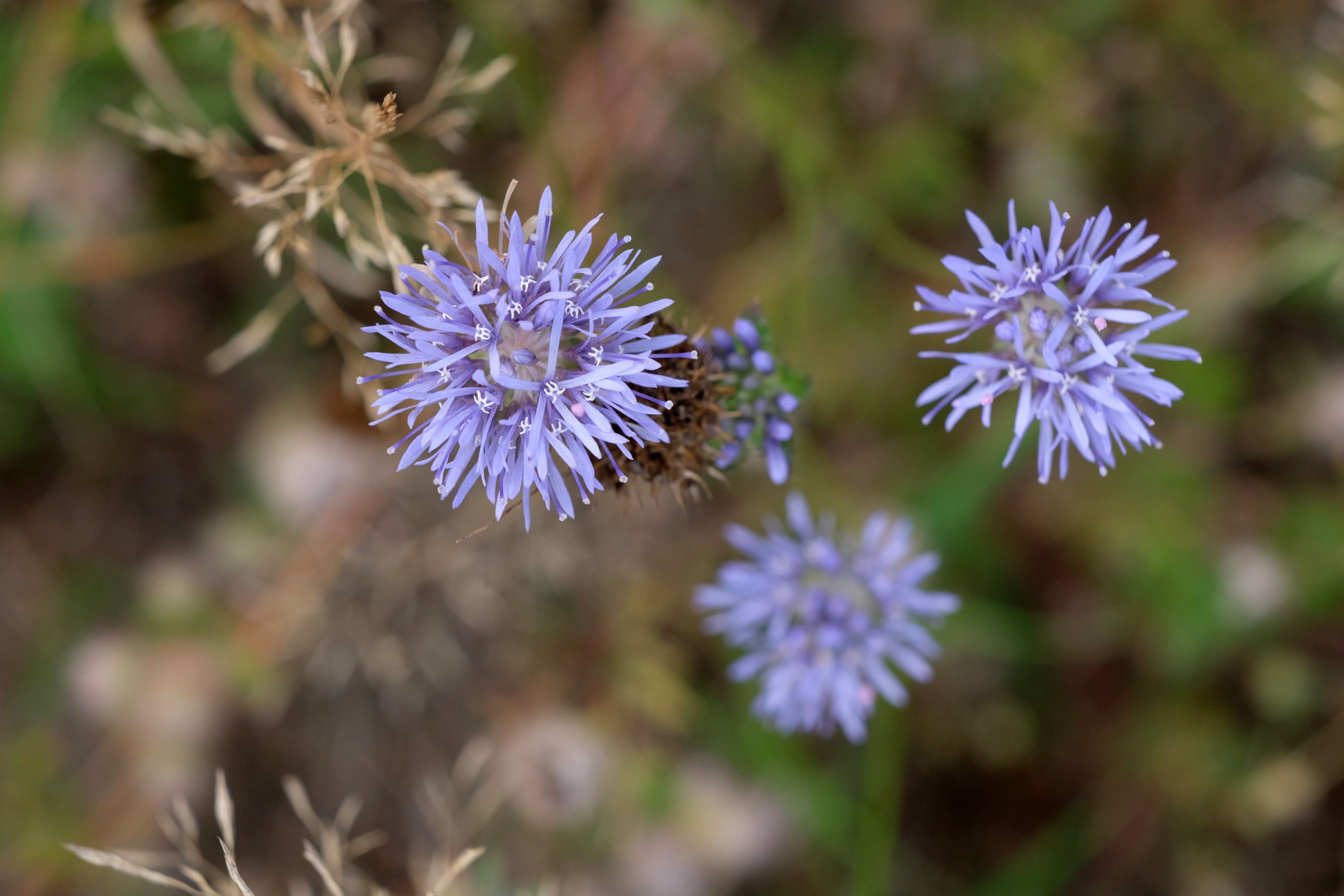 Blue Cluster Flowers · Free Stock Photo