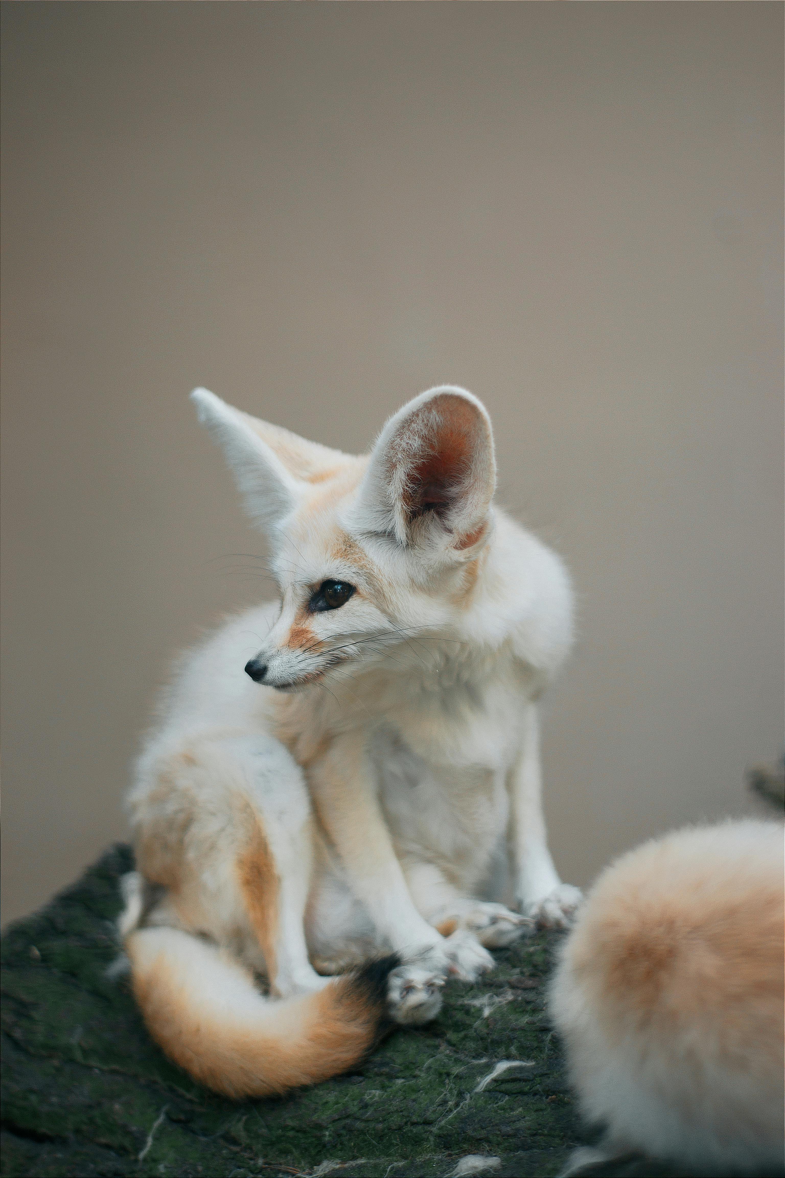 Fennec Fox Sitting on Branch · Free Stock Photo