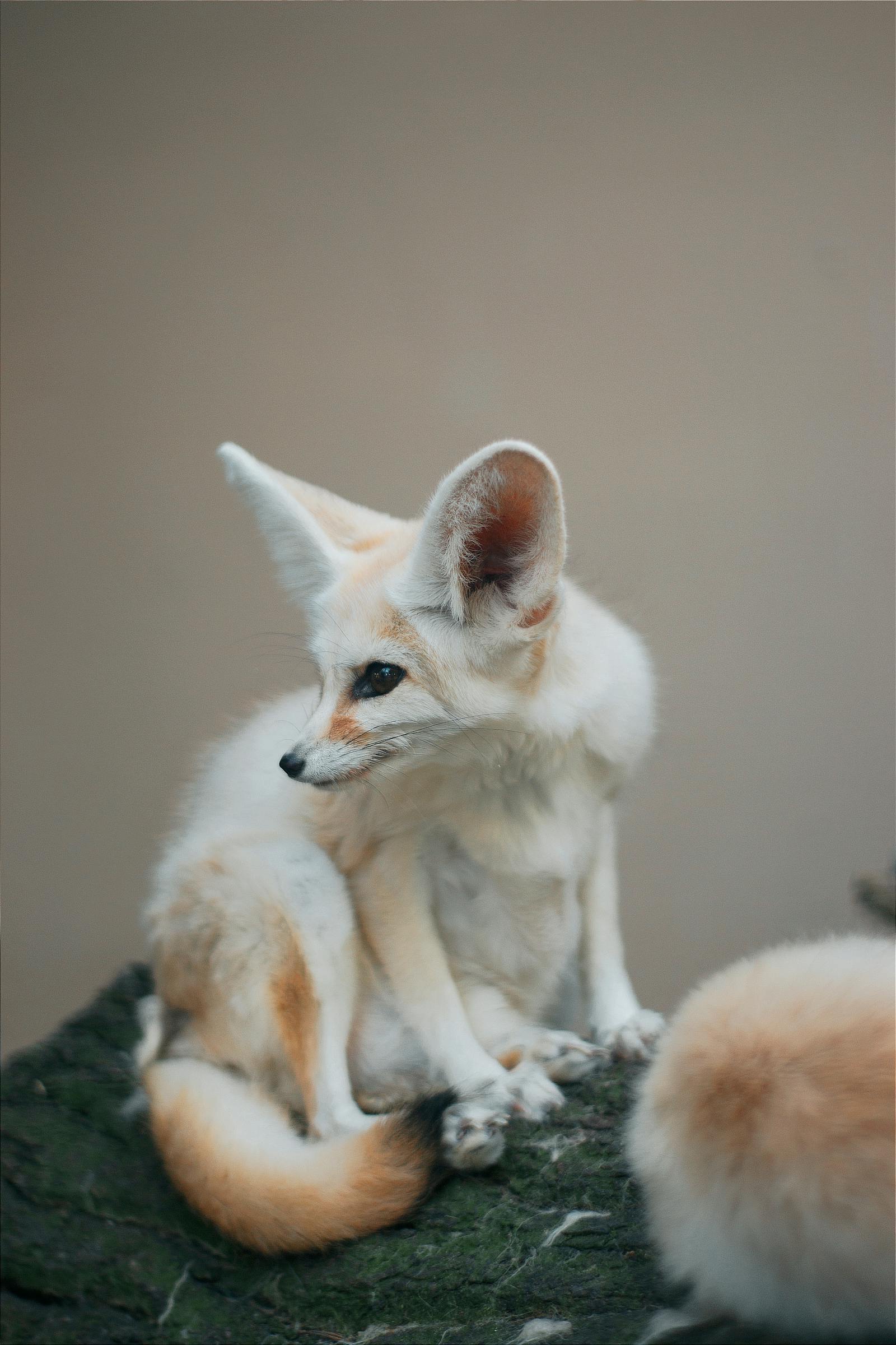 Fennec Fox Photos, Download The BEST Free Fennec Fox Stock Photos & HD ...