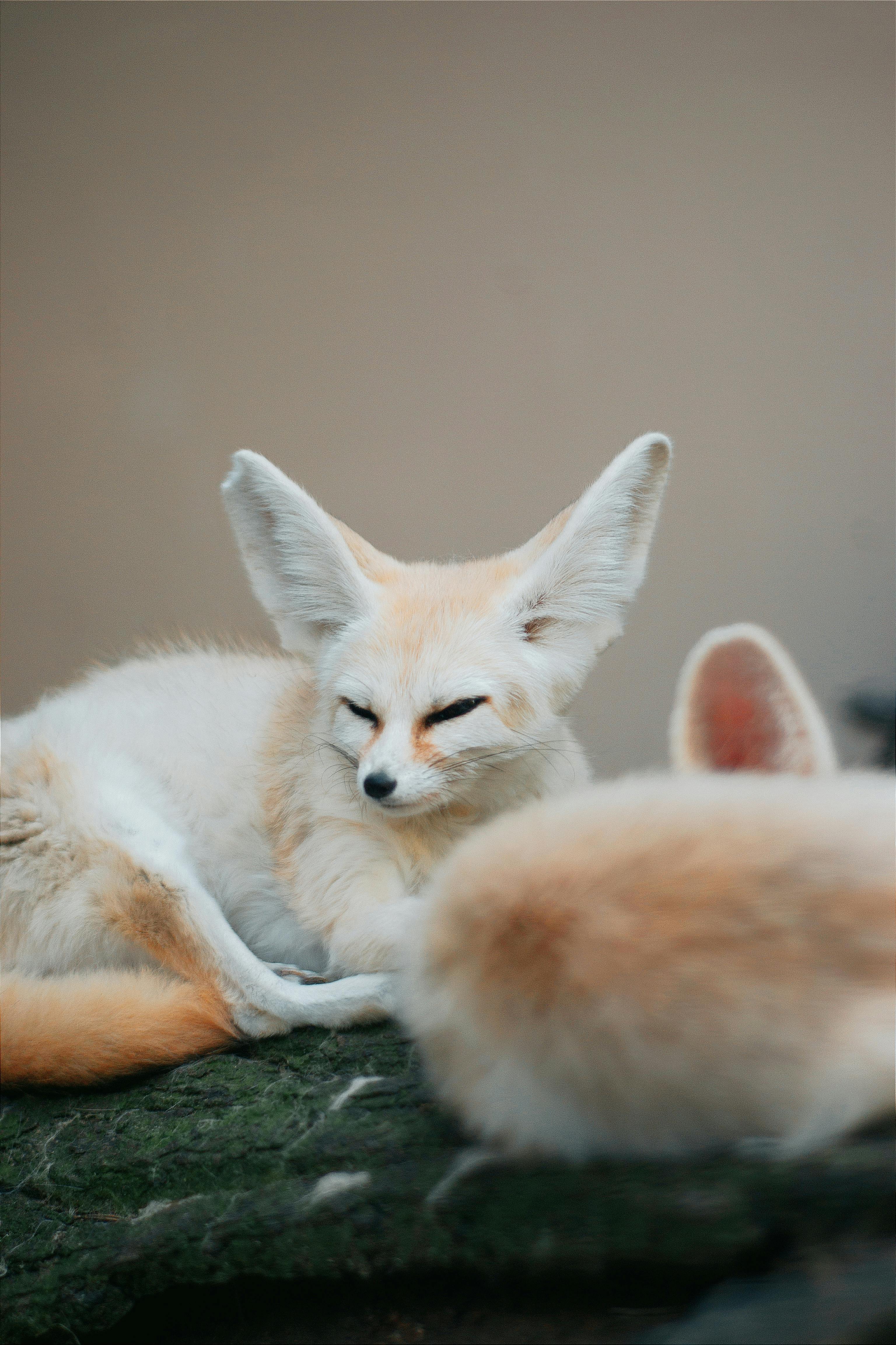 Fennec Foxes Lying on Branch · Free Stock Photo