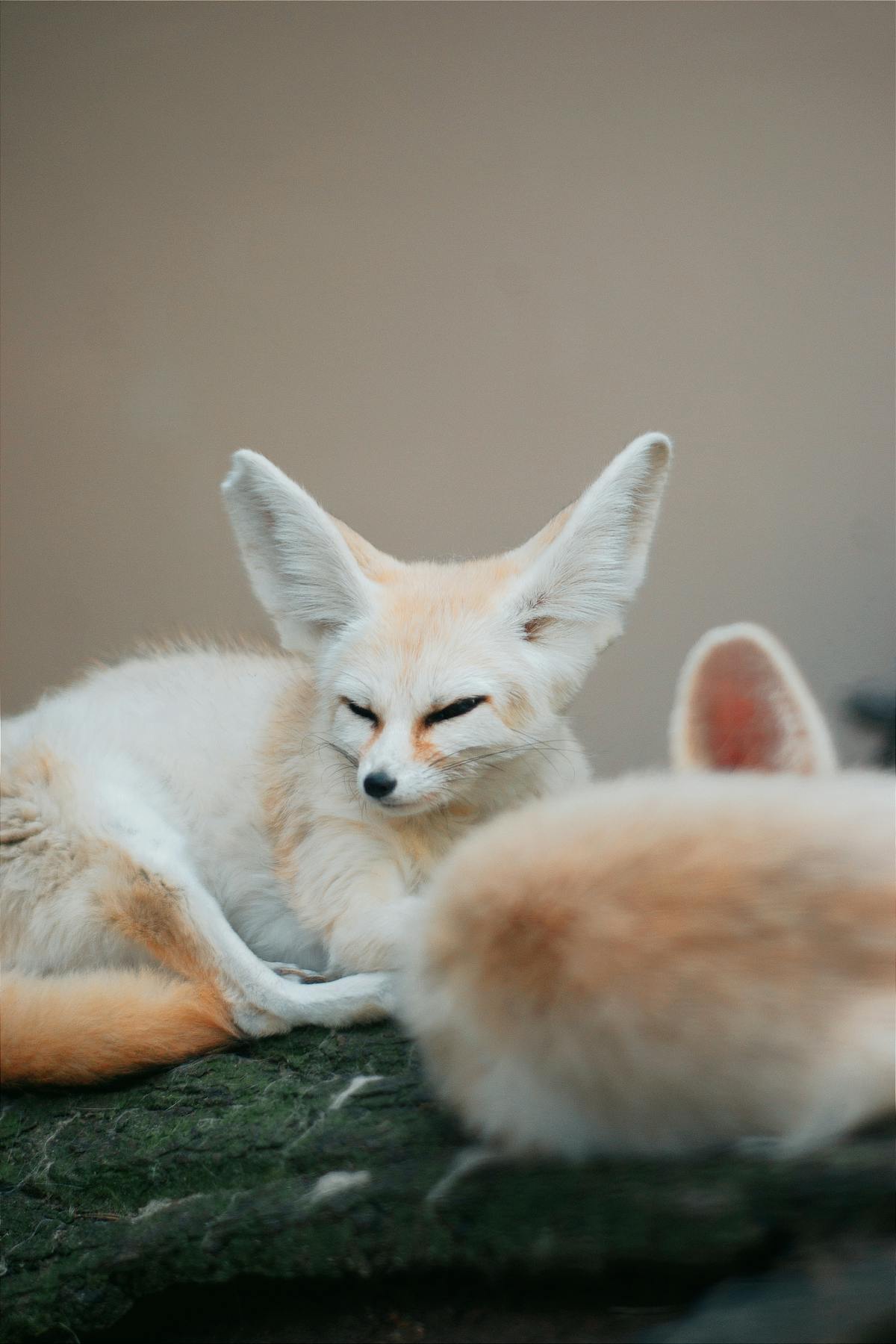 Fennec Foxes Photos, Download The BEST Free Fennec Foxes Stock Photos ...